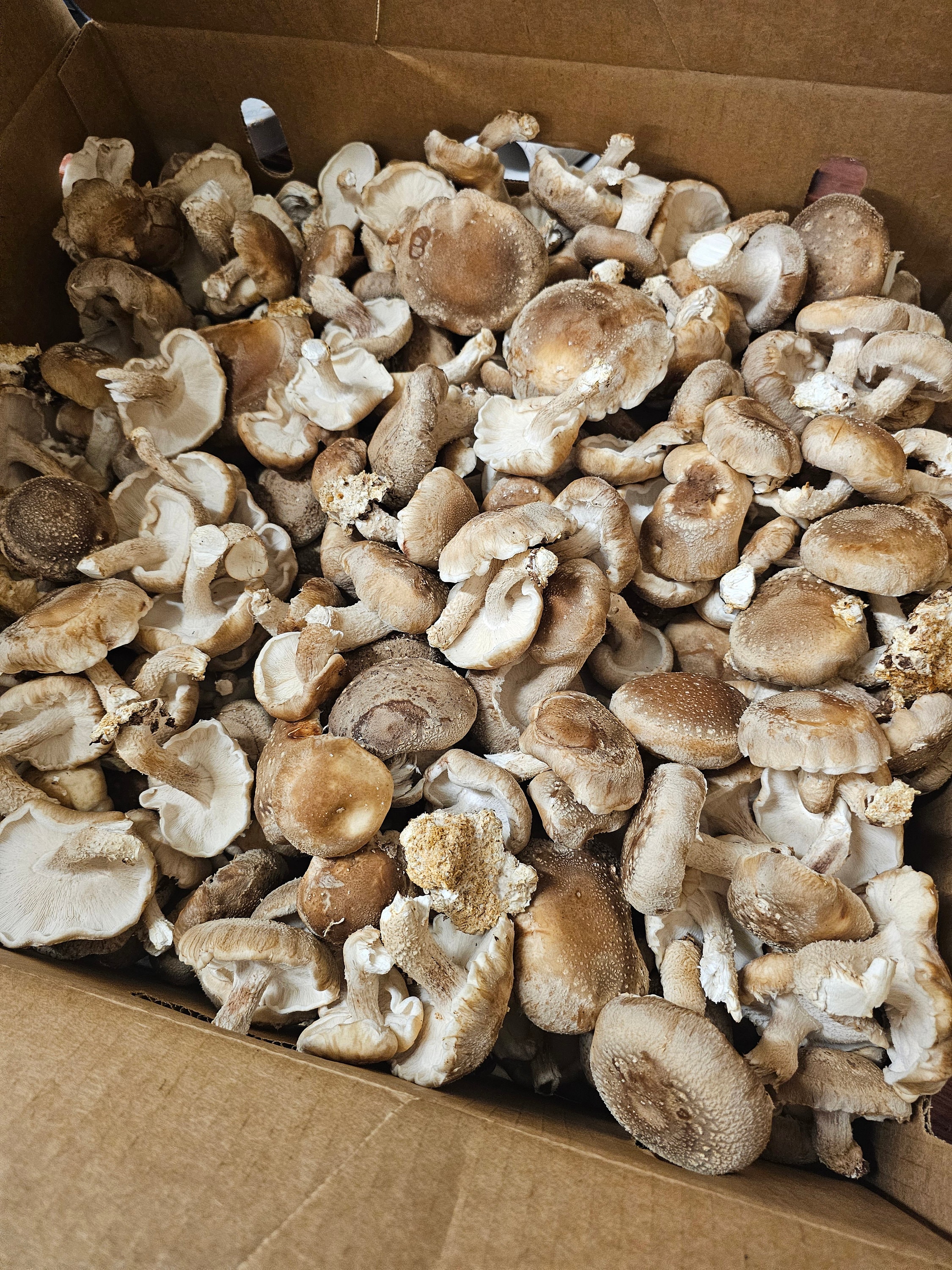 10lb Shiitake Mushroom Substrate Bag - Etsy