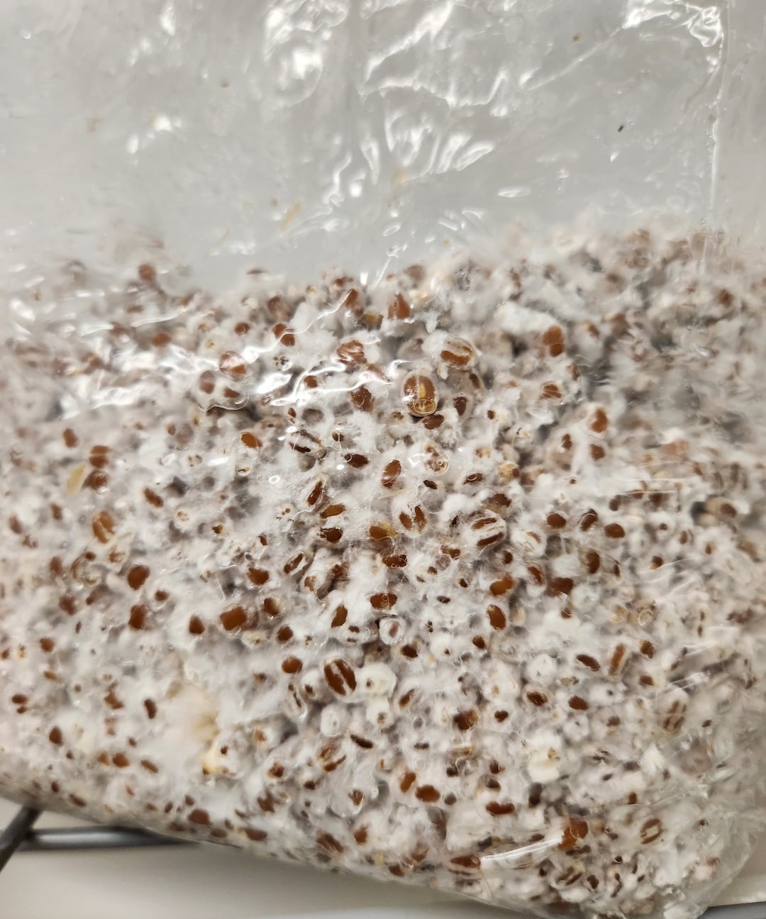 6lb Shiitake Mushroom Grain Spawn, Certified Organic Wheat Berries. - Etsy