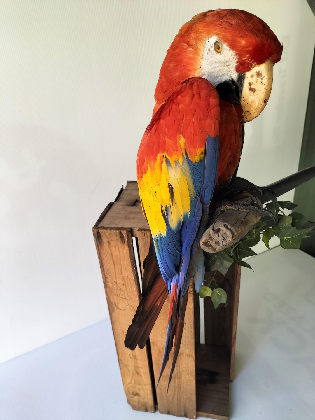 Original Vintage Taxidermy Scarlet Macaw Mount Beautiful Older Example ...