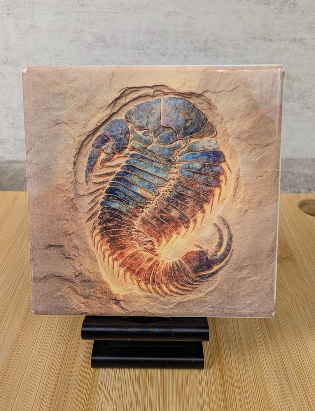 Trilobite Fossil Coaster – Colorful Sandstone Fossilized Art | Unique ...