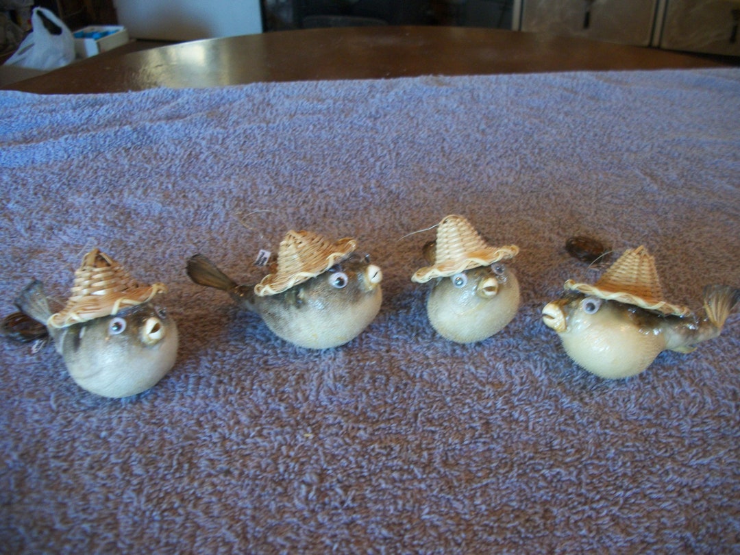 2 Real Small Parrot Puffer Fish Animal Skull Bone Head Art Craft - Etsy