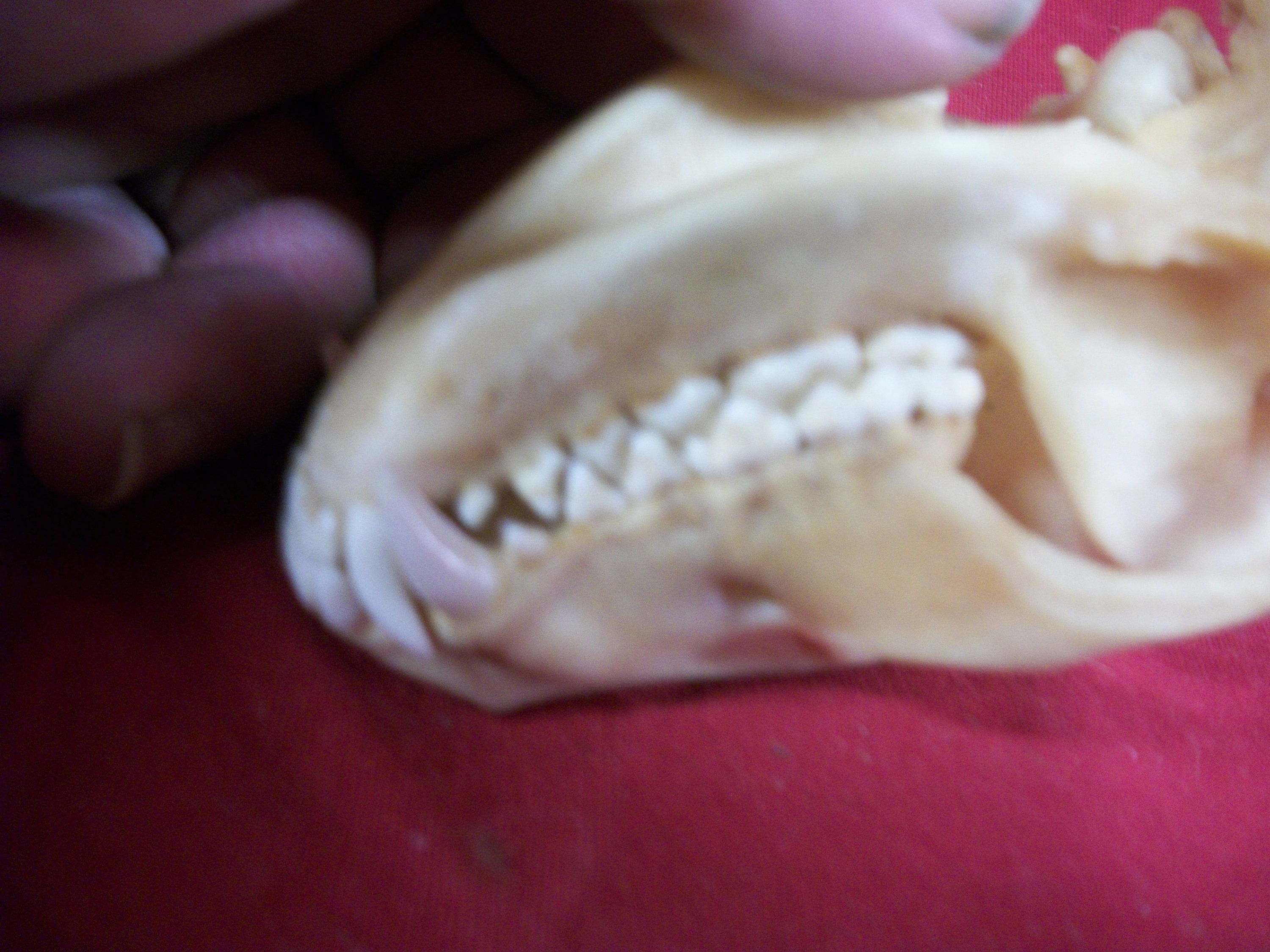 Real Animal Deformed Raccoon Skull Taxidermy Coon Bone Head - Etsy