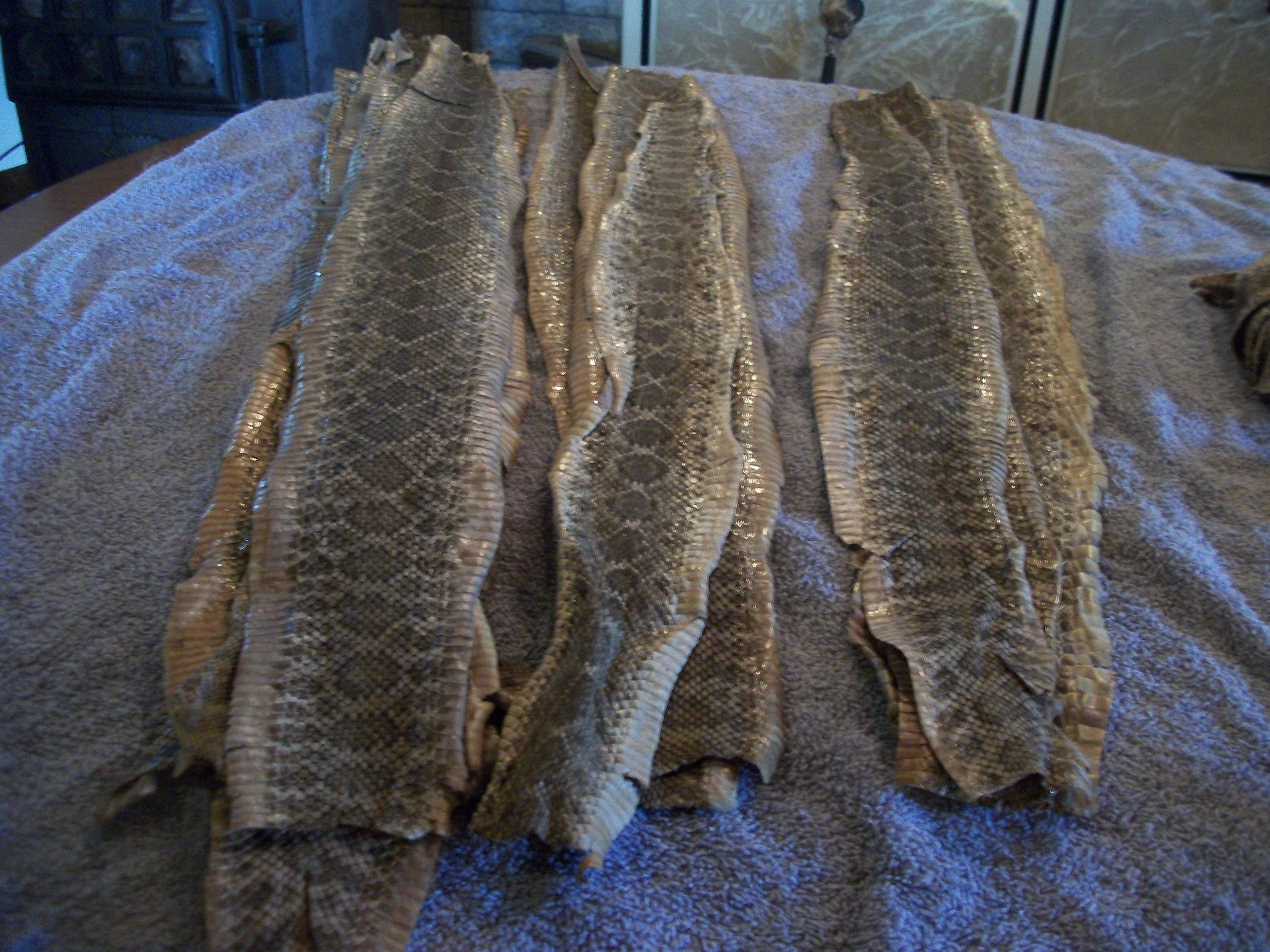 1 real western diamondback rattle snake tanned taxidermy hide | Etsy