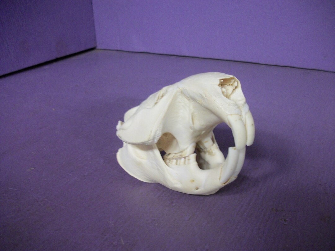Real Animal Deformed Albino Beaver Skull Taxidermy Coon Bone Head Art ...