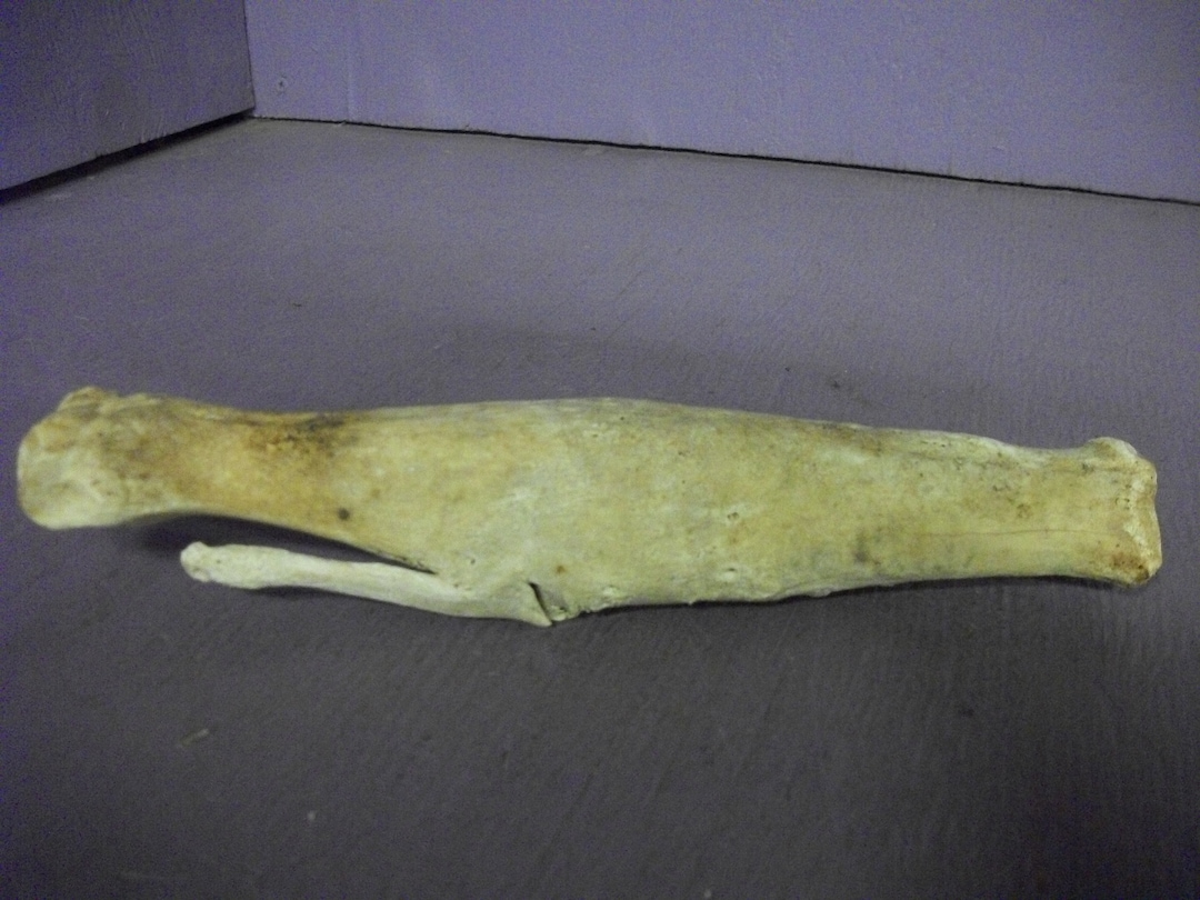 Real Animal Deformed Whitetail Deer Leg Femur Bone Taxidermy - Etsy
