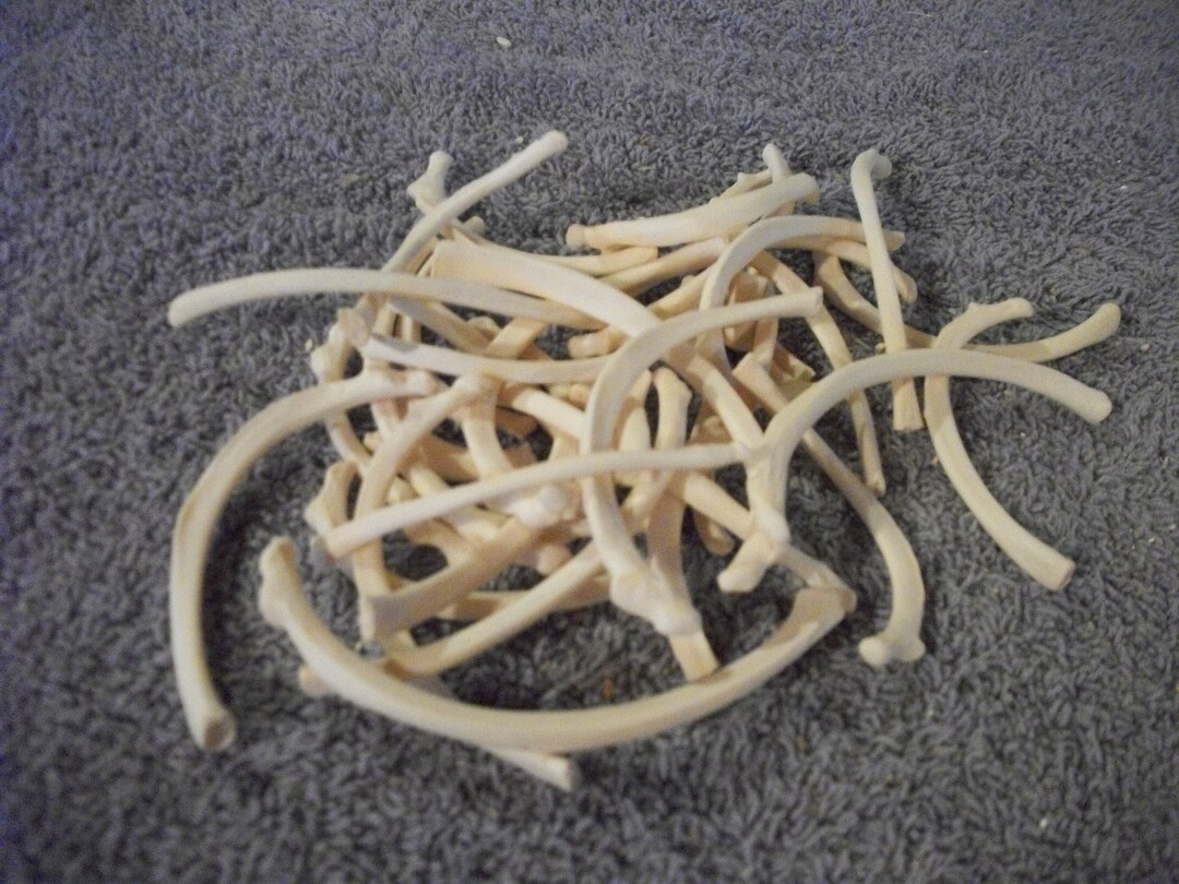 20 Raccoon Rib Bone Taxidermy Real Animal Parts Jewelry Weird Craft ...