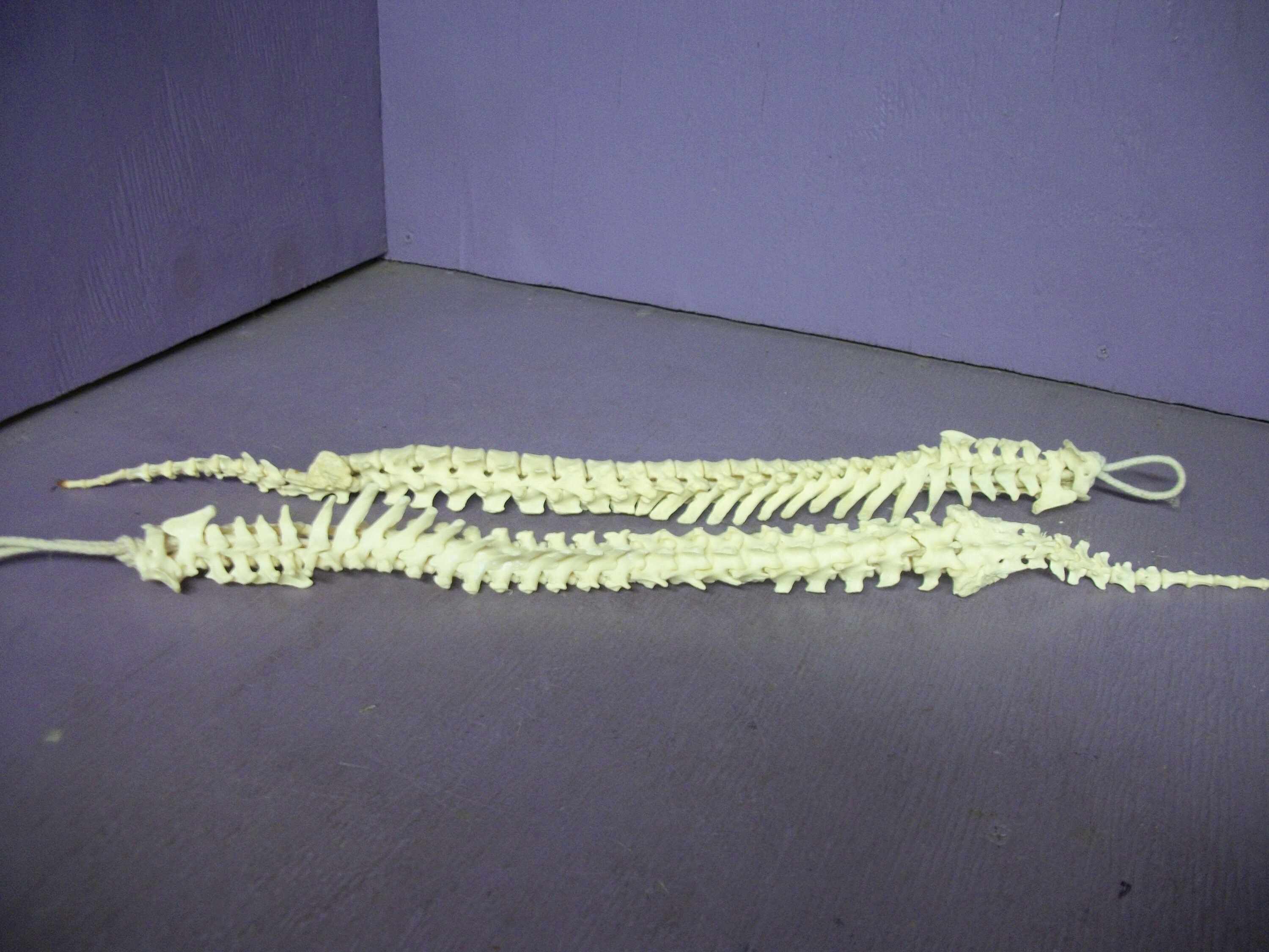 Real animal badger articulated back bone spine taxidermy | Etsy