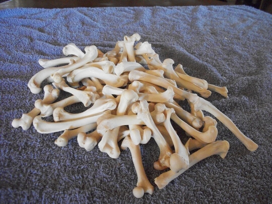 7 Beaver Leg Bone Taxidermy Real Animal Parts Jewelry Weird Craft ...