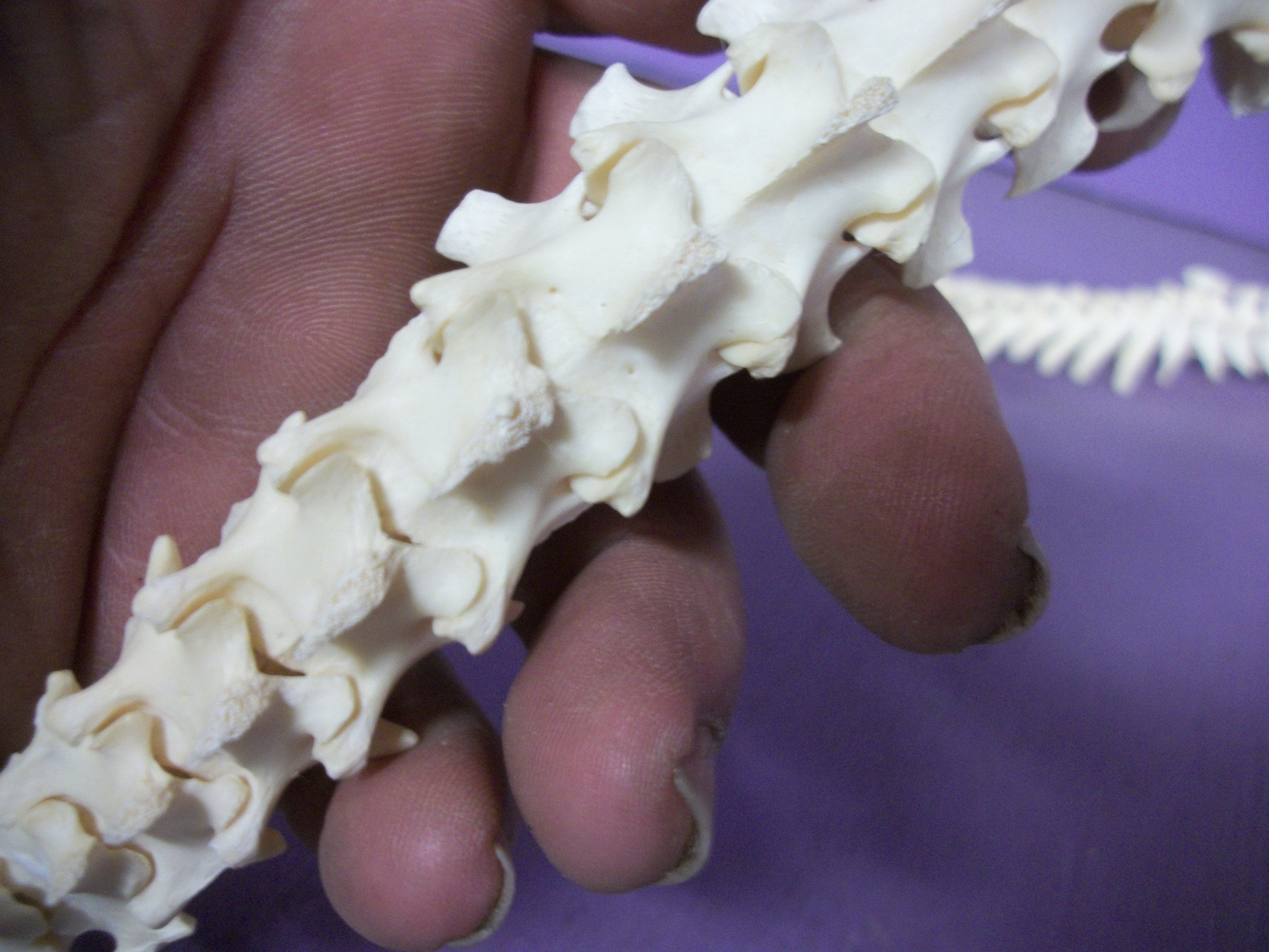 Real animal badger articulated back bone spine taxidermy | Etsy