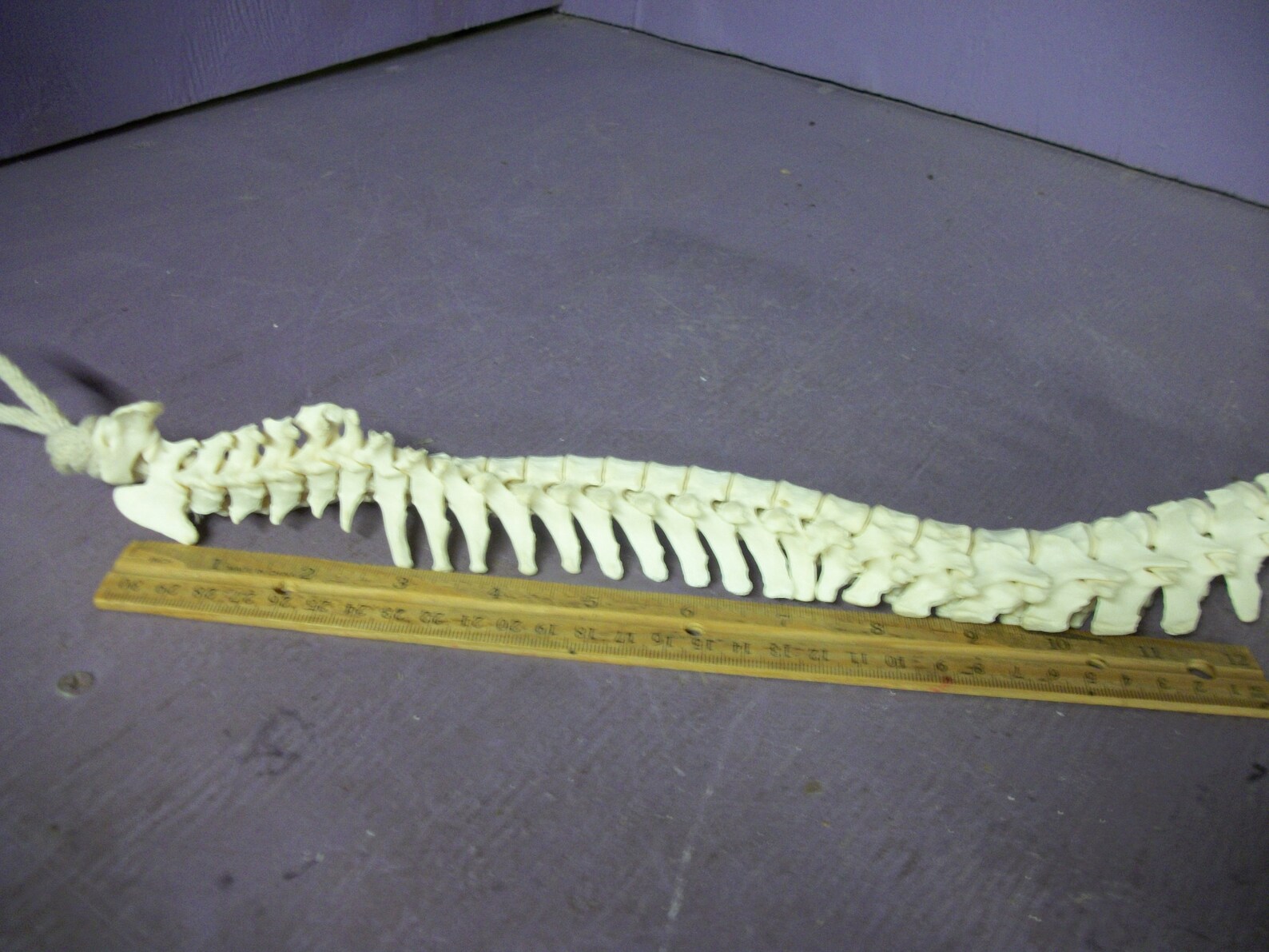 Real Animal Raccoon Articulated Back Bone Spine Taxidermy Coon | Etsy