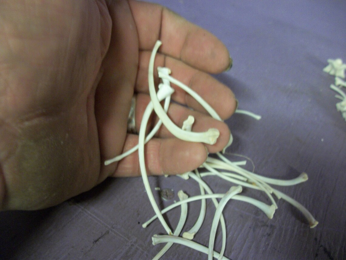 Real Animal Python Snake Bones 10 Very Large Ribs Skeleton | Etsy