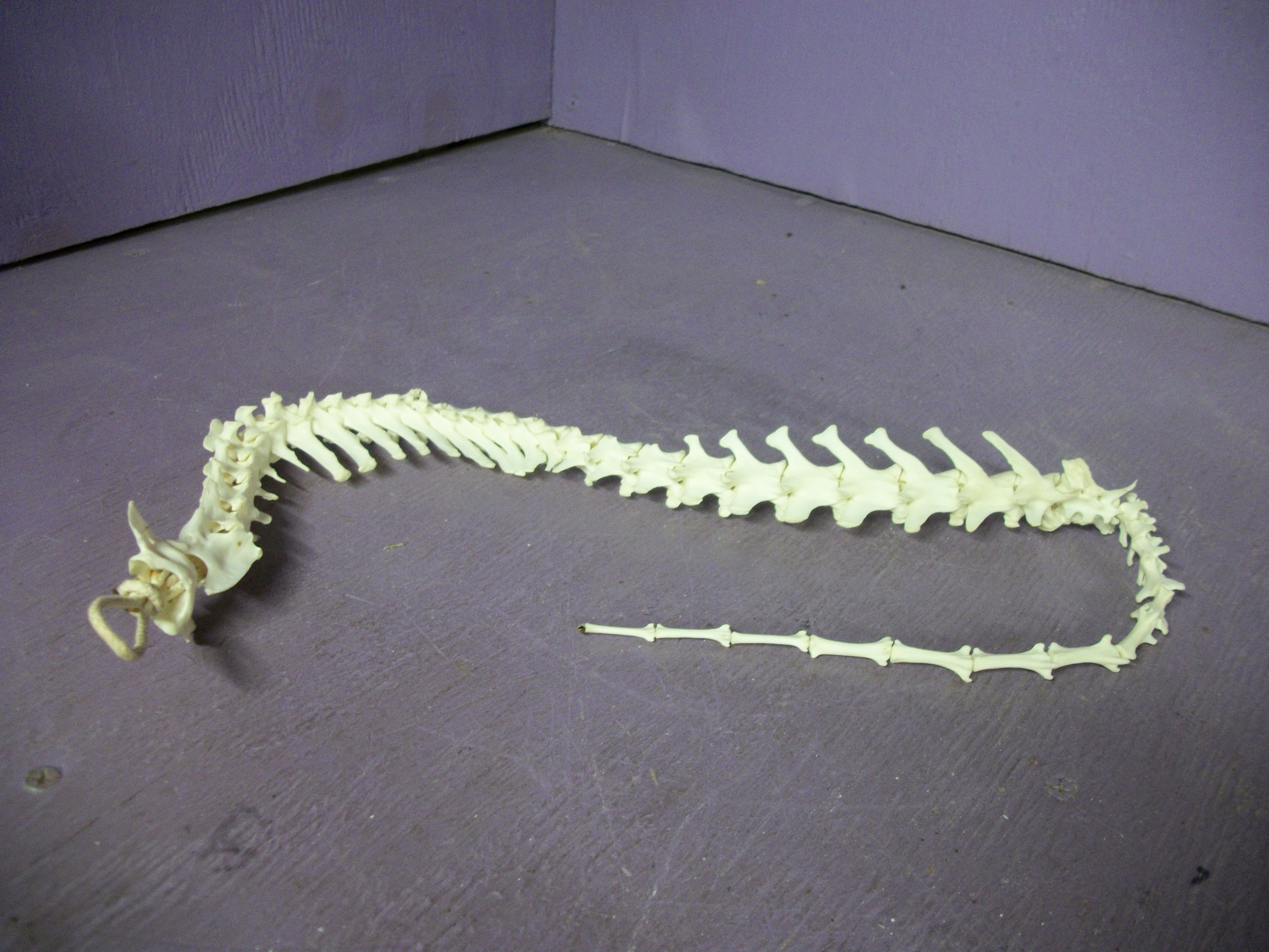 Real Animal Red Fox Articulated Back Bone Spine Taxidermy | Etsy