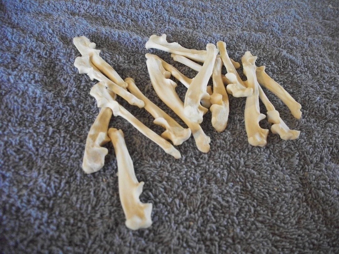 8 Beaver Leg Bone Taxidermy Real Animal Parts Jewelry Weird Craft ...