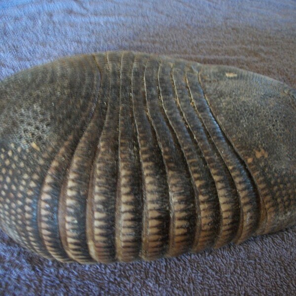 Armadillo Shell - Etsy