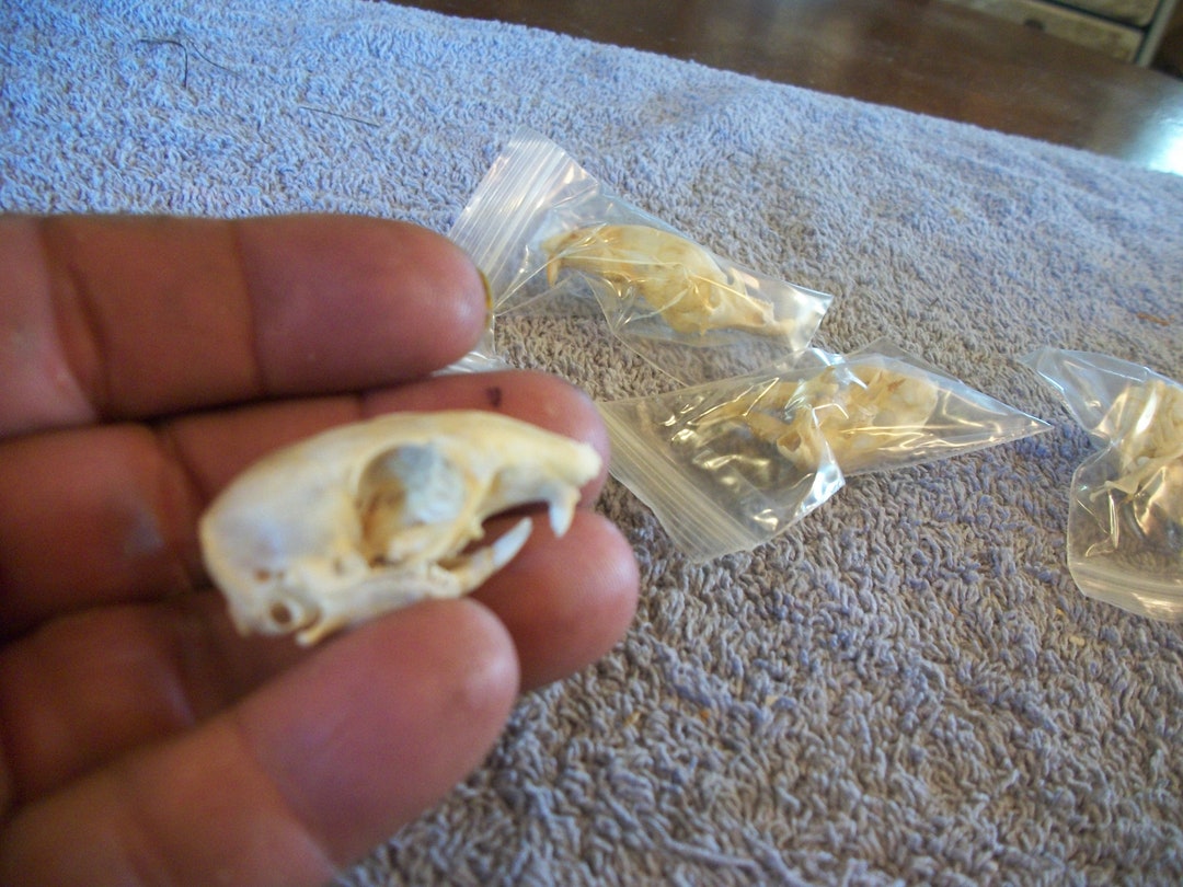 1 Real Animal Chipmunk Ground Squirrel Complete Skull Skeleton Bone ...