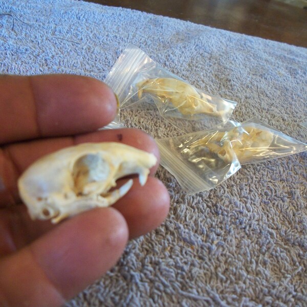 Taxidermy Squirrel - Etsy