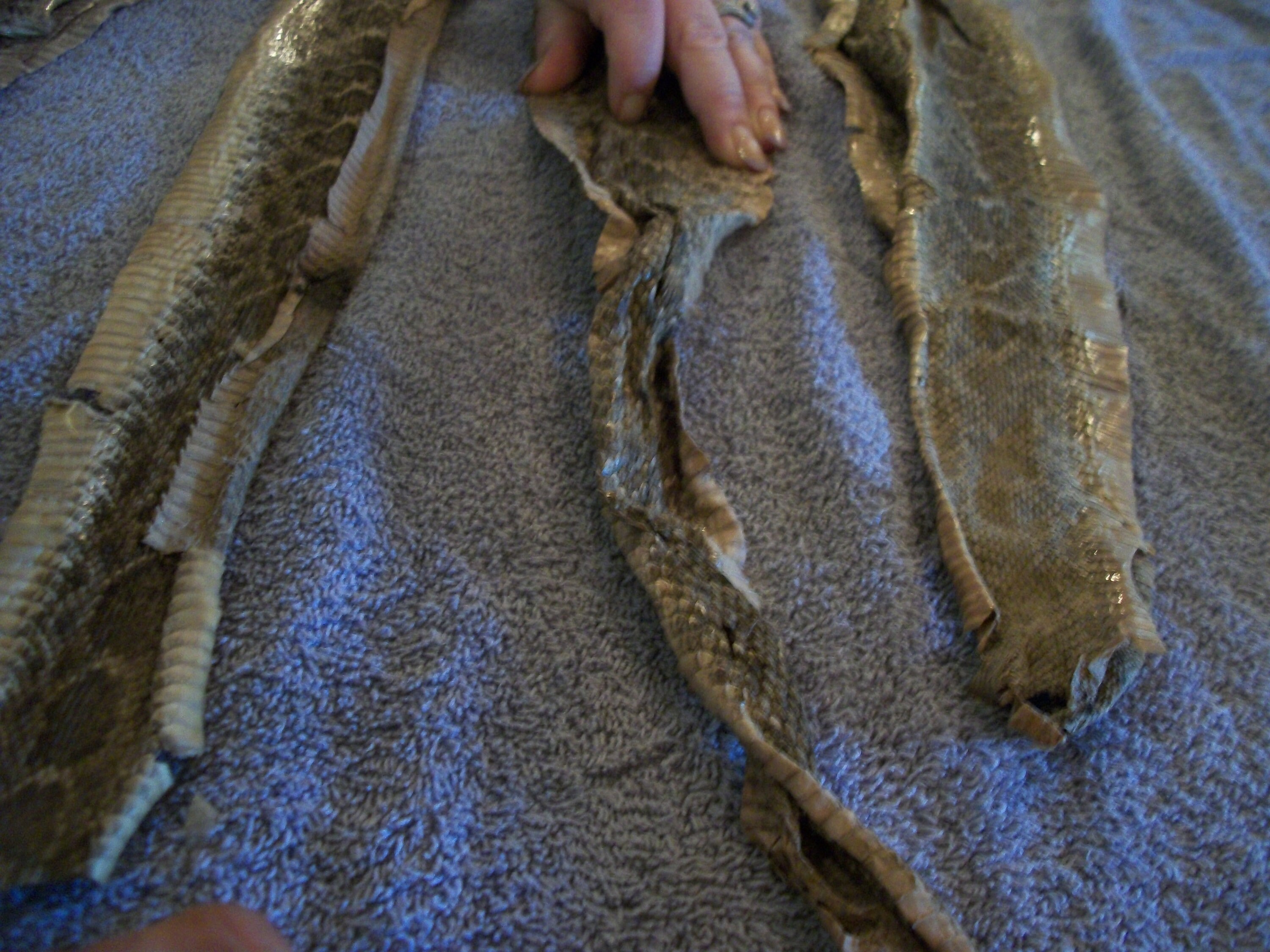 1 Real Western Diamondback Rattle Snake Tanned Taxidermy Hide - Etsy