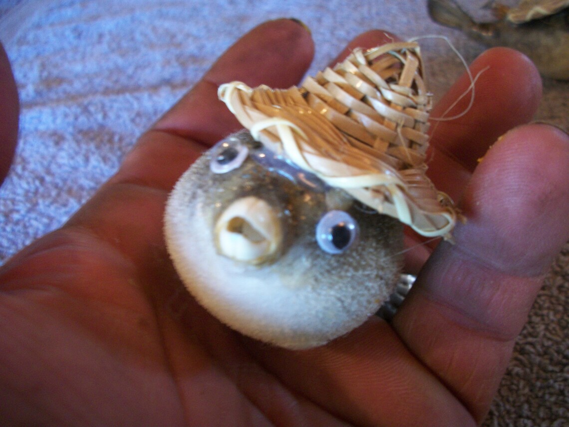 2 Real Small Parrot Puffer Fish Animal Skull Bone Head Art Craft - Etsy