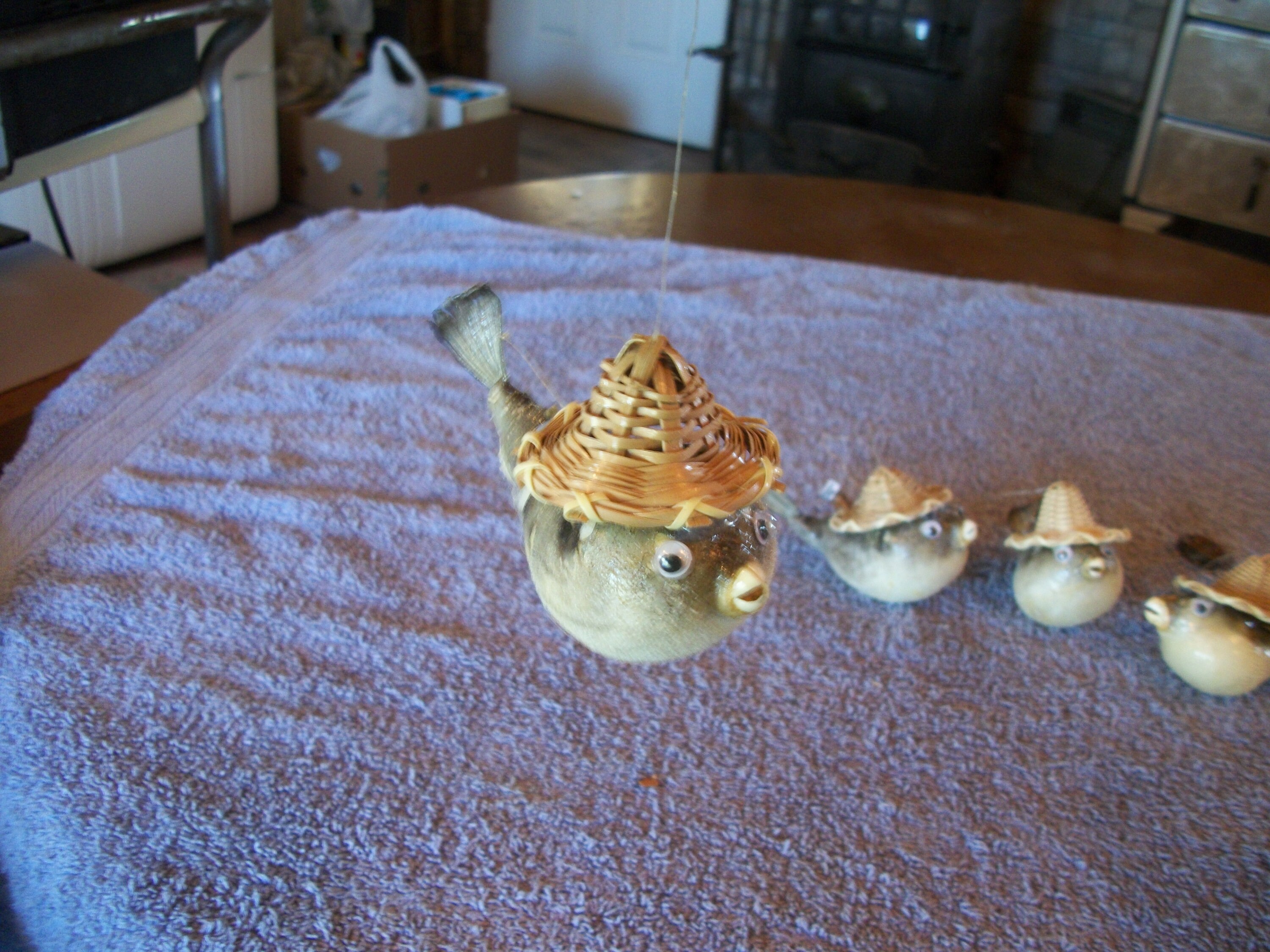 2 Real Small Parrot Puffer Fish Animal Skull Bone Head Art Craft - Etsy