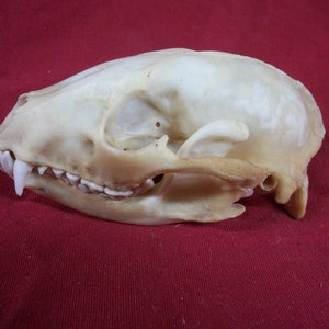 Real Animal Deformed Raccoon Skull Taxidermy Coon Bone Head - Etsy