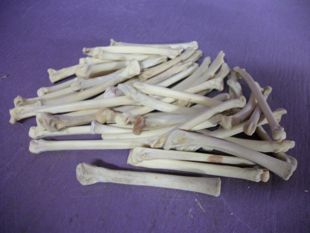 20 Bobcat Foot Bone Taxidermy Real Animal Parts Jewelry Weird Craft ...
