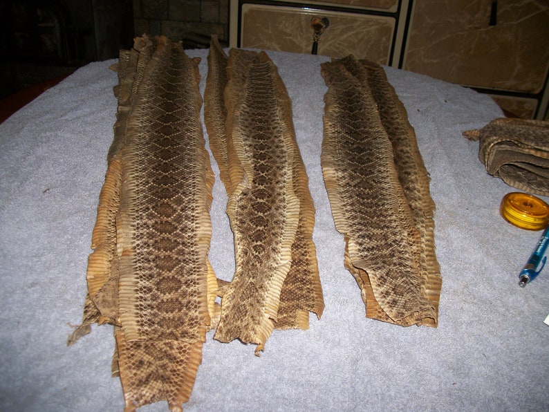 1 real western diamondback rattle snake tanned taxidermy hide | Etsy