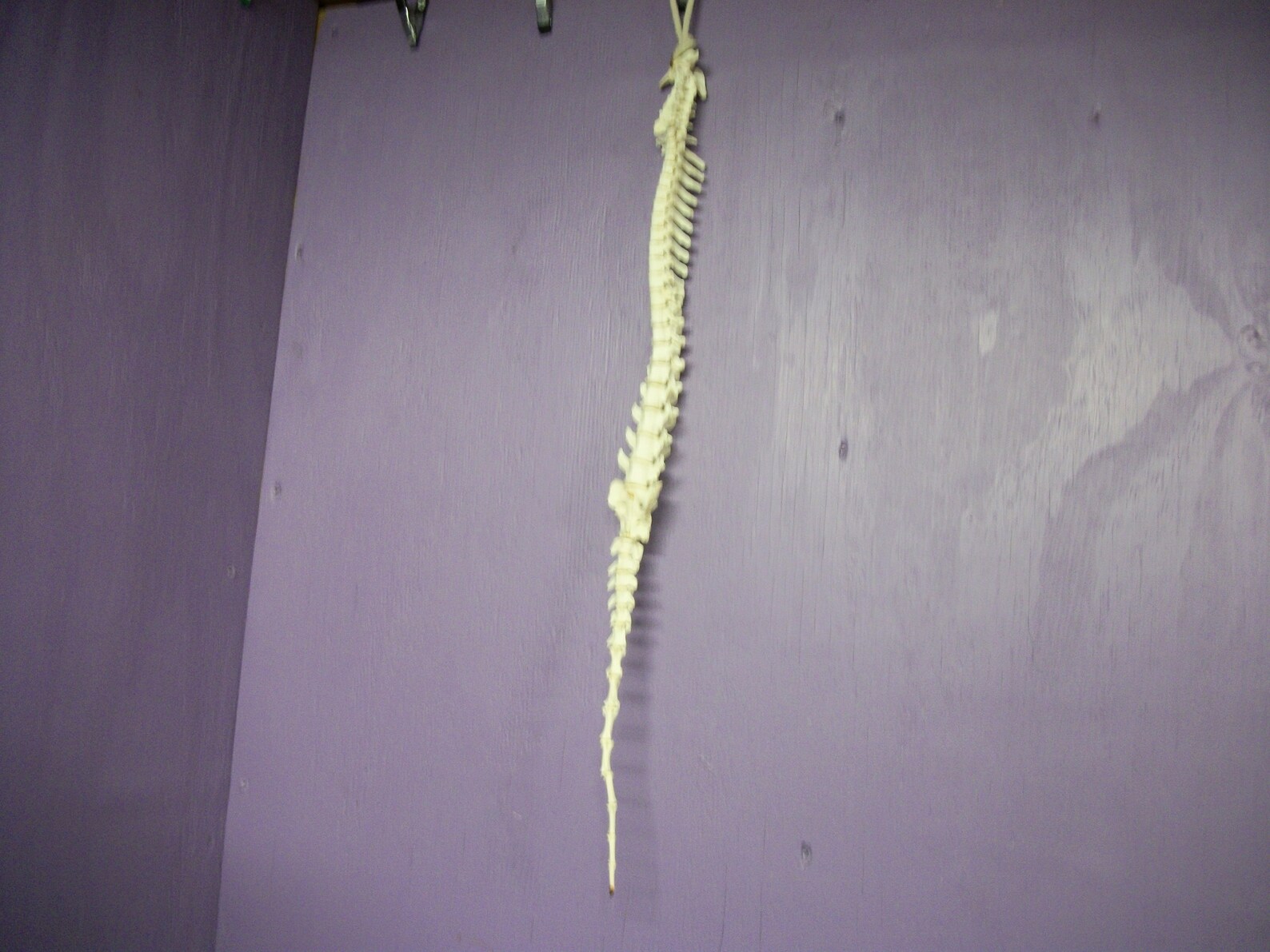 Real Animal Raccoon Articulated Back Bone Spine Taxidermy Coon | Etsy