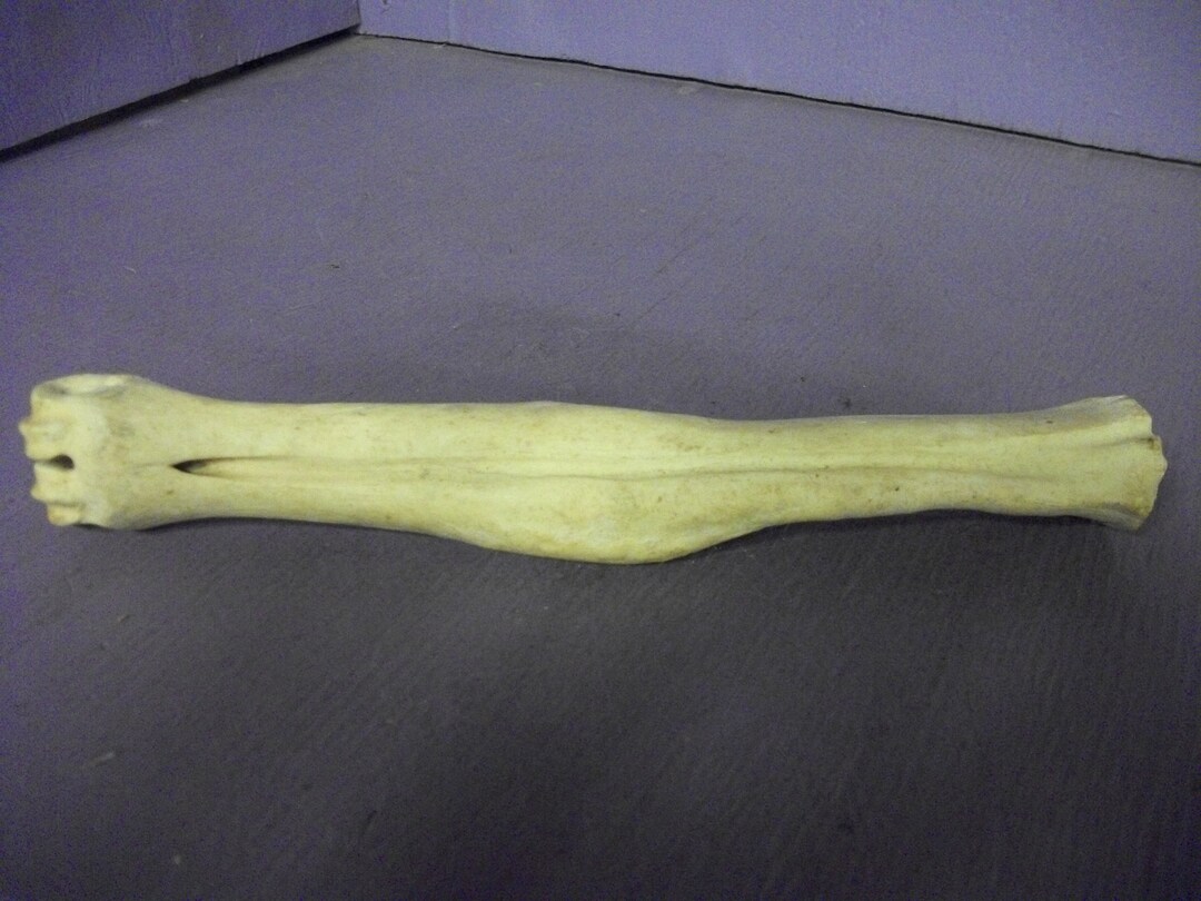 Real Animal Deformed Whitetail Deer Leg Femur Bone Taxidermy - Etsy