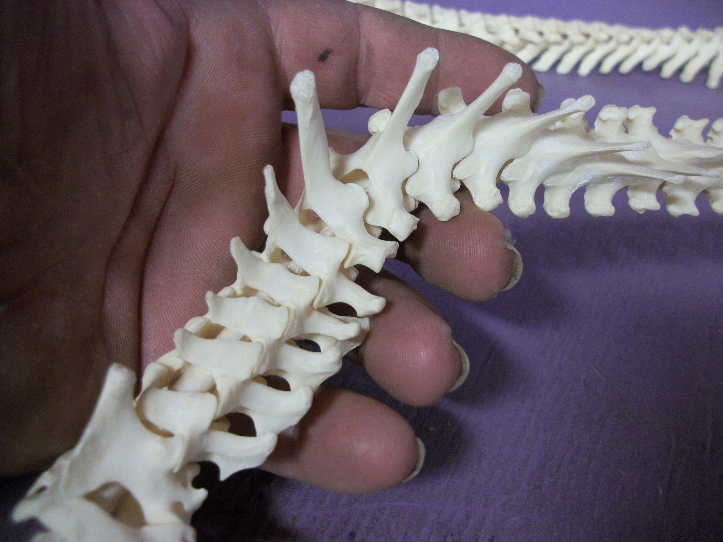 Real animal badger articulated back bone spine taxidermy | Etsy