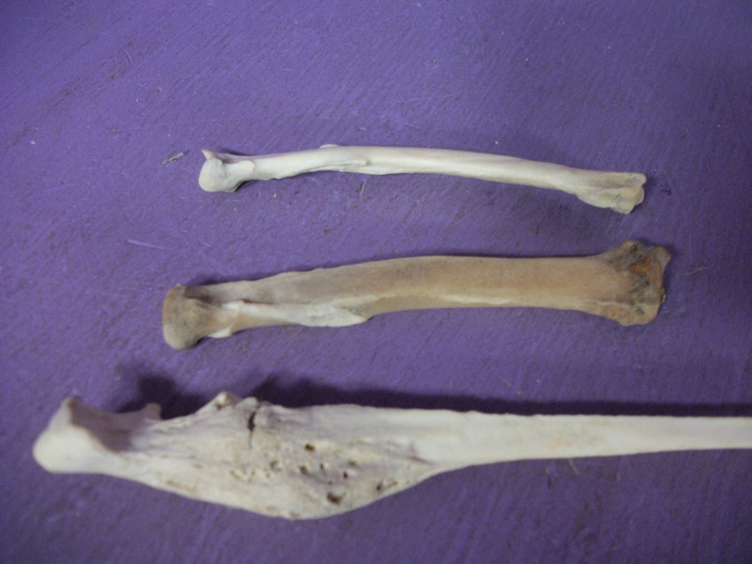 3 Real Animal Deformed Coyote Leg Bone Taxidermy - Etsy