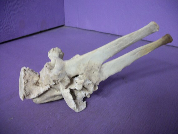 Real Animal Deformed Buffalo Bison Spine Rib Bone Taxidermy - Etsy