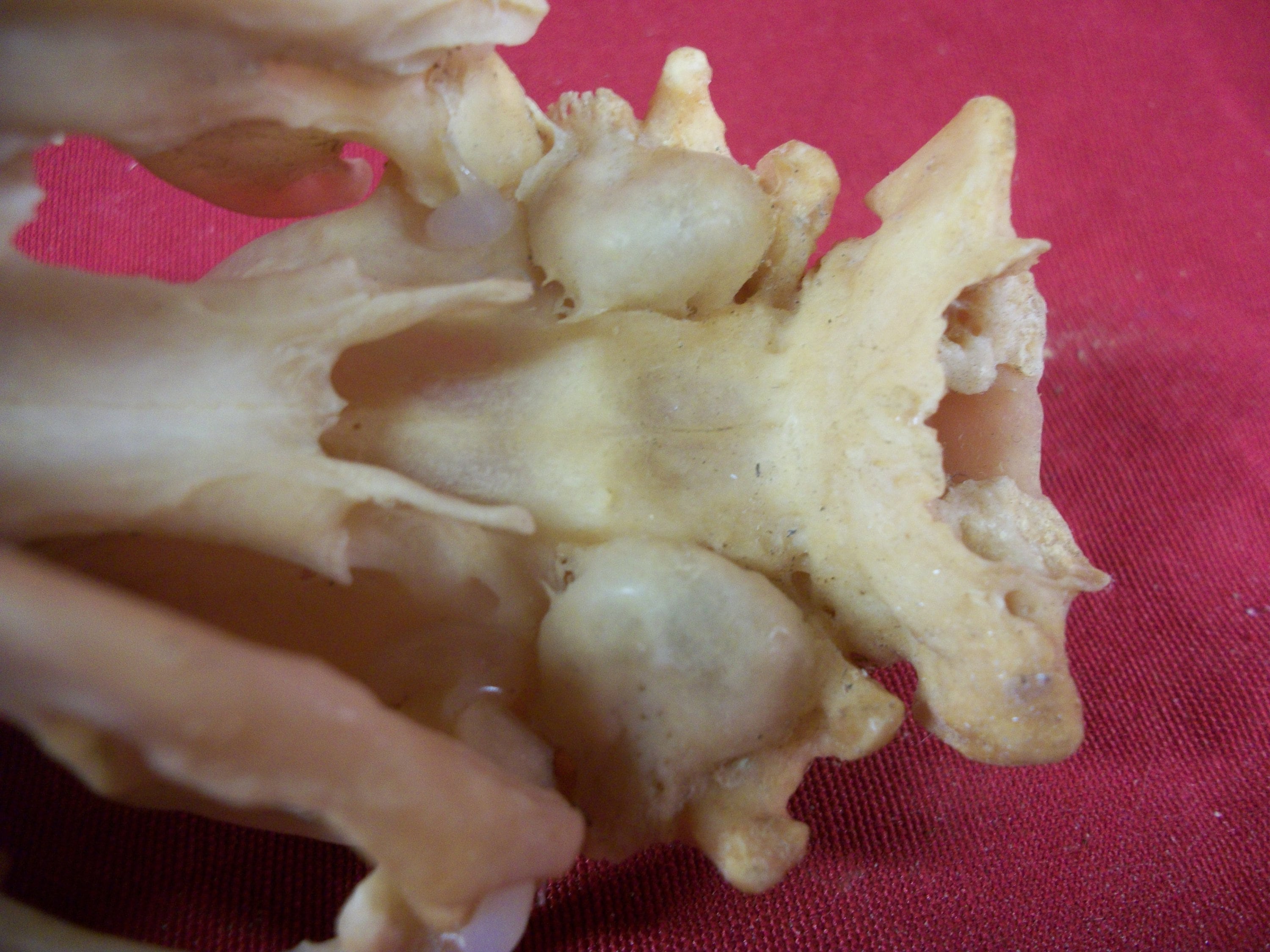 Real Animal Deformed Raccoon Skull Taxidermy Coon Bone Head - Etsy