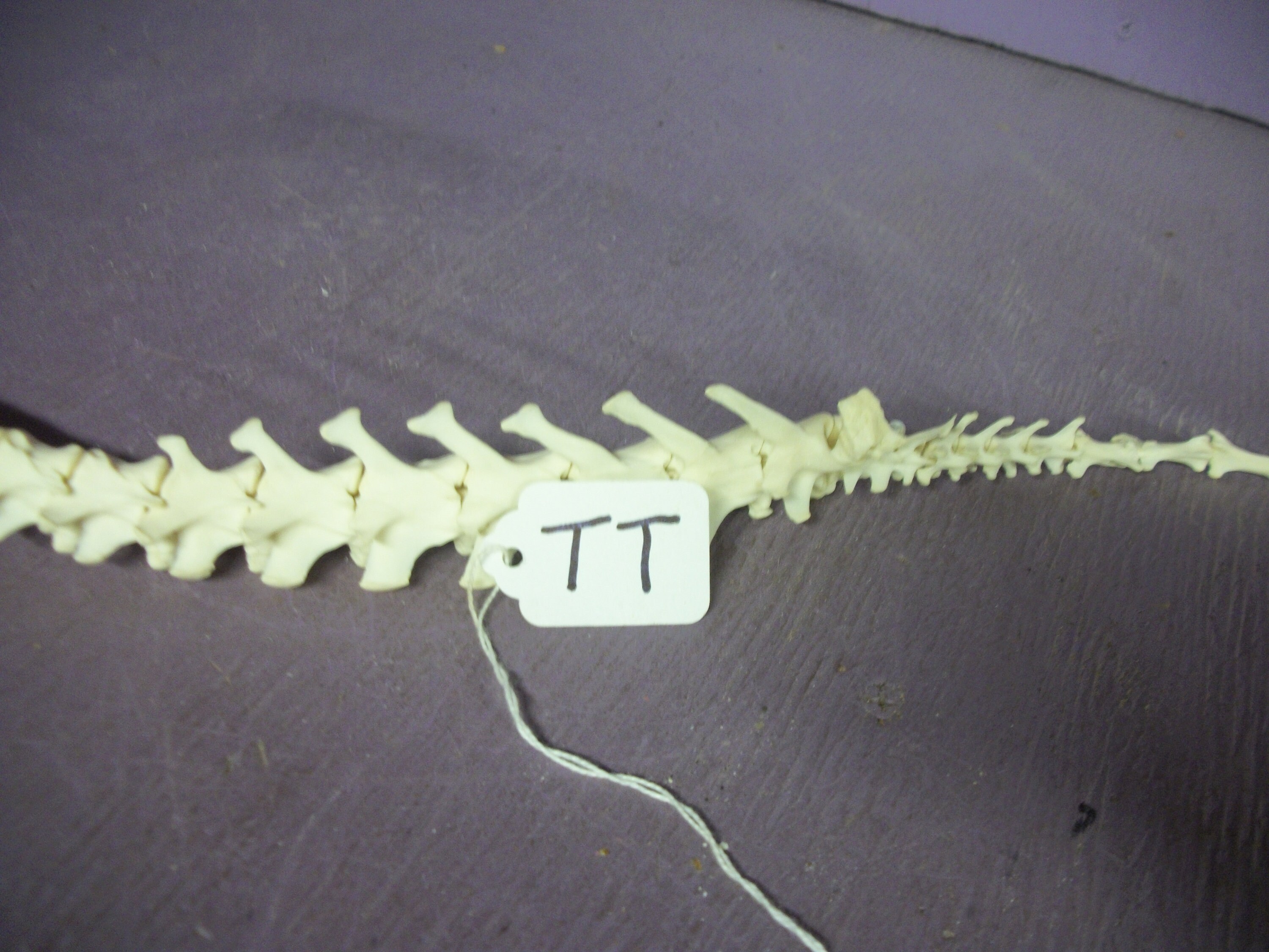 Bones & Skulls Home & Living real animal raccoon articulated back bone ...