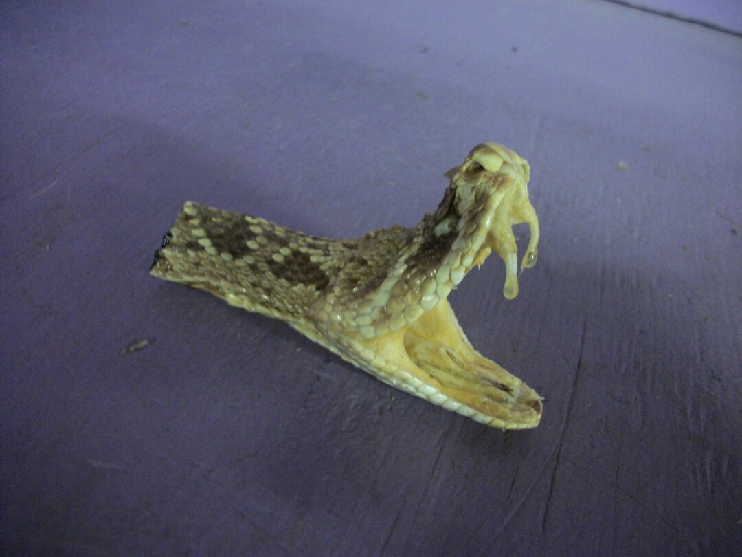 1 Real Western Diamondback Rattle Snake Head Stuffed Mount Taxidermy - Etsy