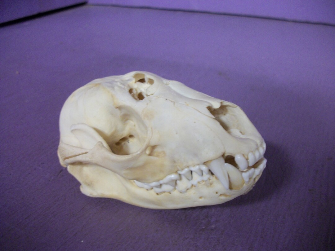 Real Animal Deformed Raccoon Skull Taxidermy Coon Bone Head Art Craft ...