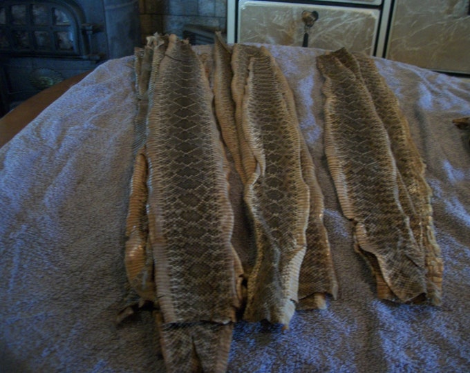 1 Real Western Diamondback Rattle Snake Tanned Taxidermy Hide Skin ...