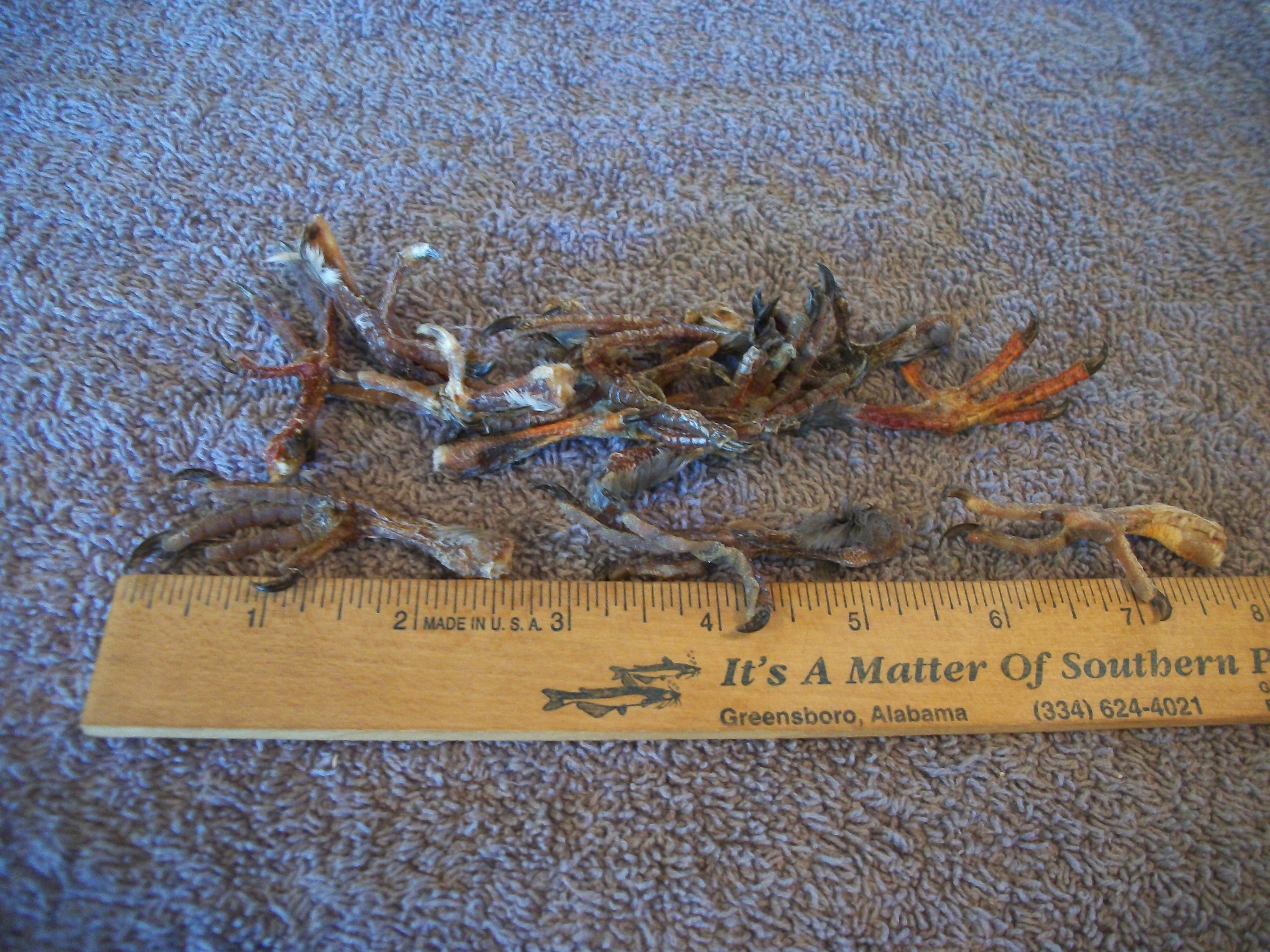 4 Pigeon Bird Legs Feet Claws Real Taxidermy Craft Supply | Etsy