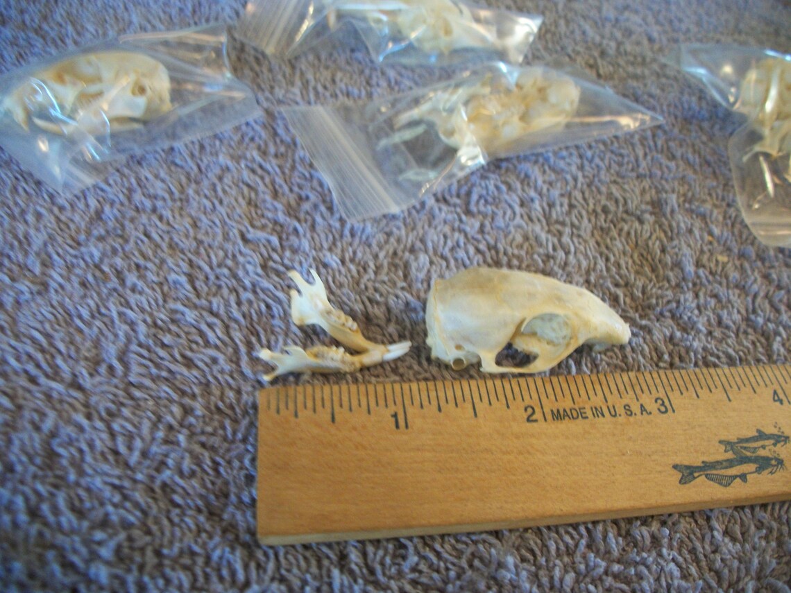 1 Real Animal Chipmunk Ground Squirrel Complete Skull Skeleton | Etsy
