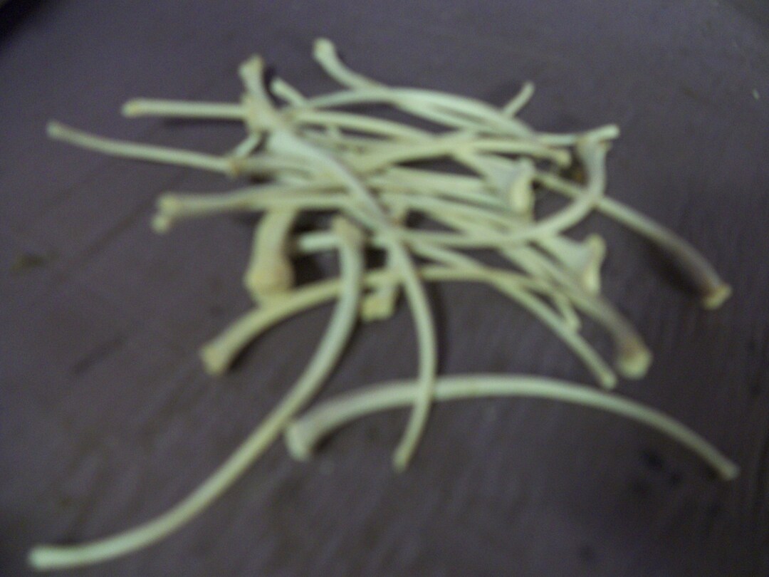 Real Animal Python Snake Bones 10 Very Large Ribs Skeleton Taxidermy - Etsy