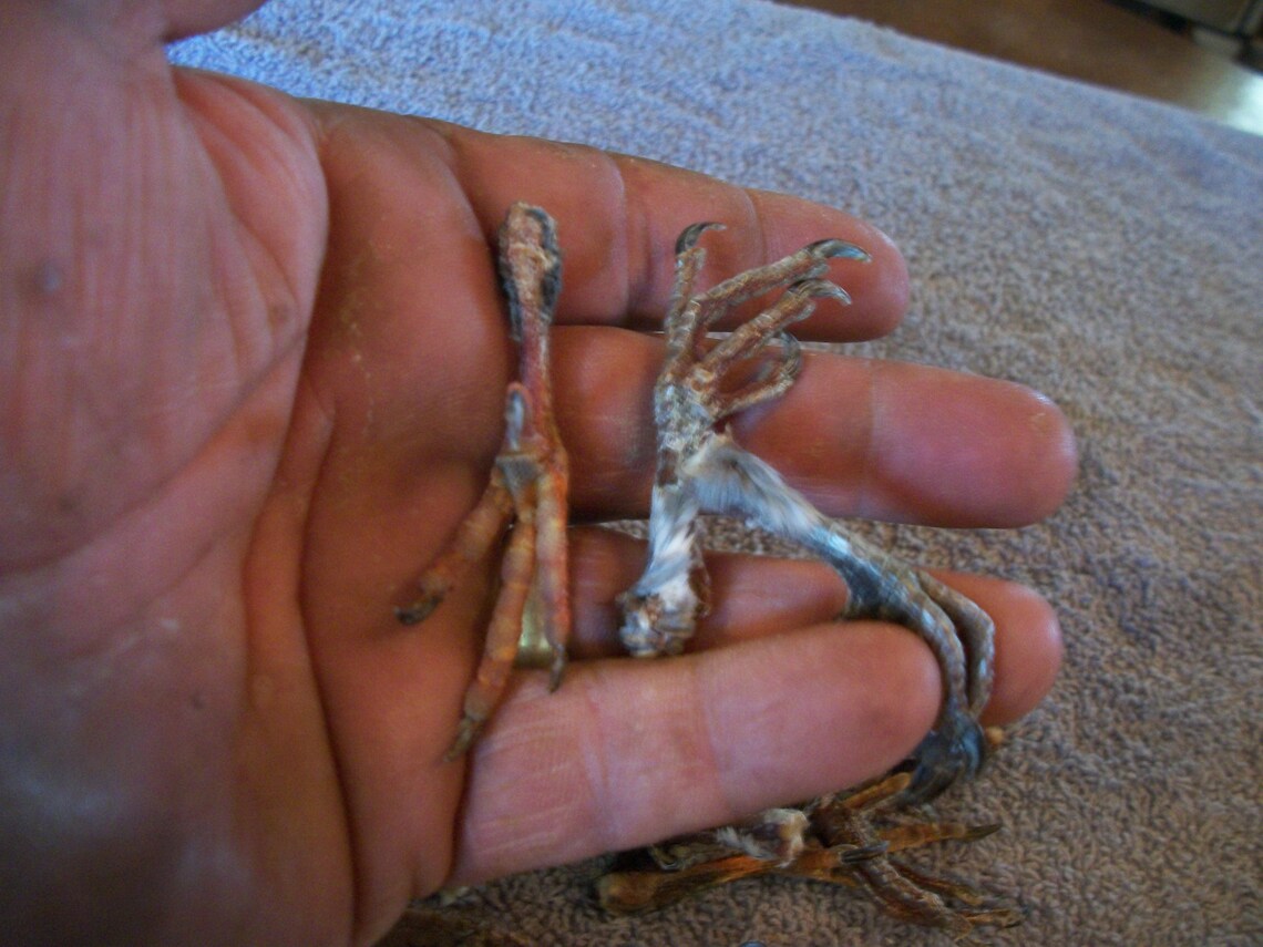 4 Pigeon Bird Legs Feet Claws Real Taxidermy Craft Supply - Etsy