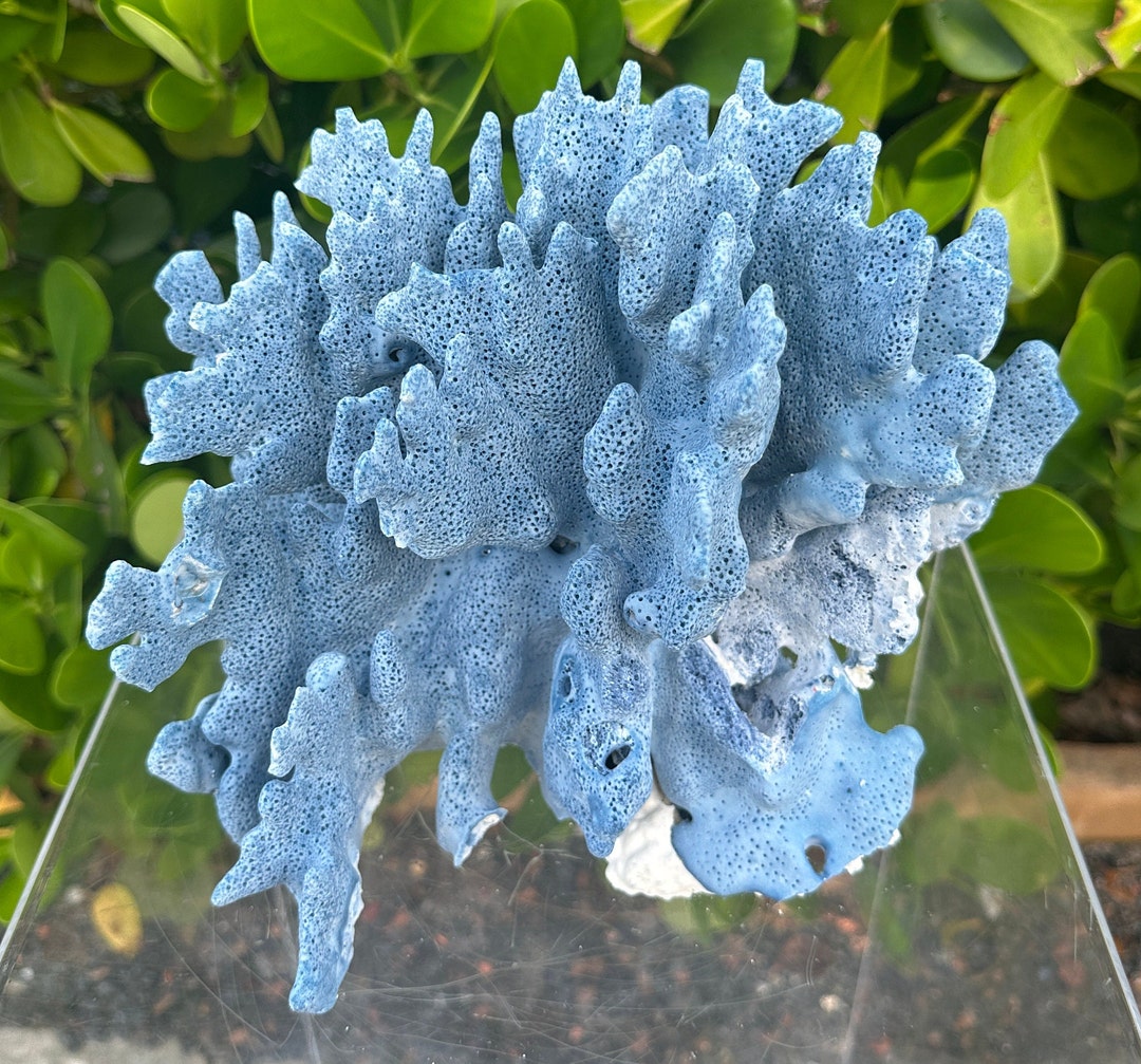 Very LARGE 7.10 Lbs Blue Coral Large One of Kind Show QUALITY I Cut ...