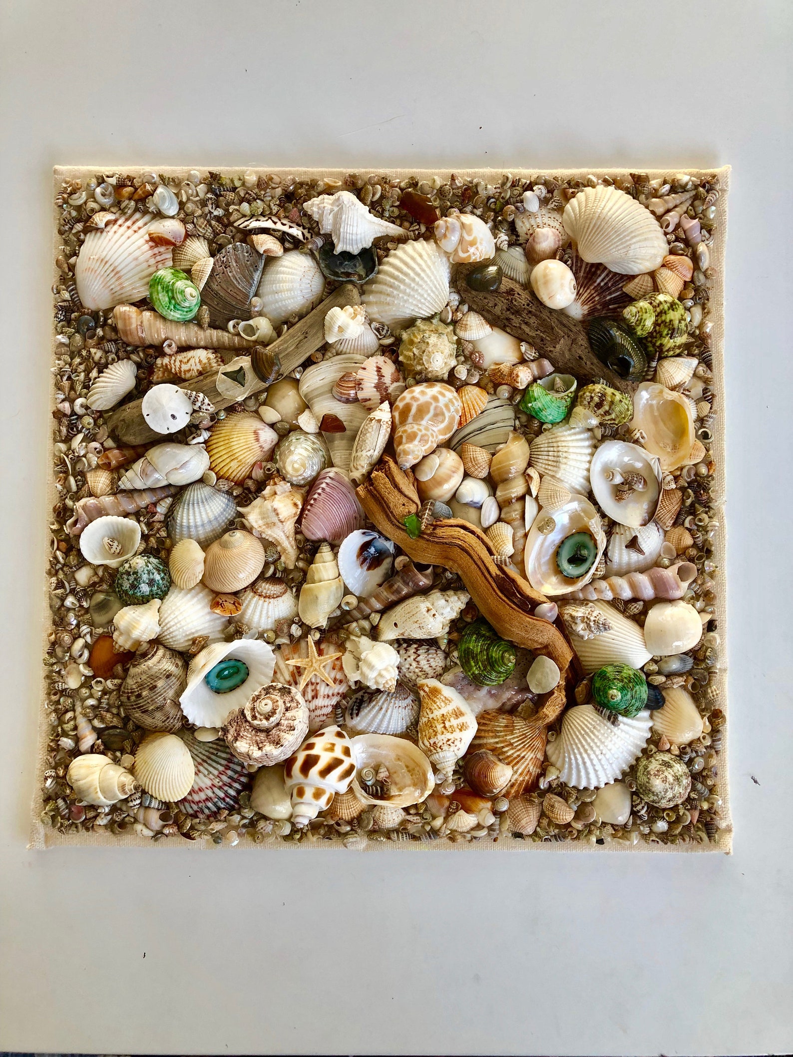 Natural Variety of Sea Shells, Sea Glass, Shark Teeth "ocean Floor ...