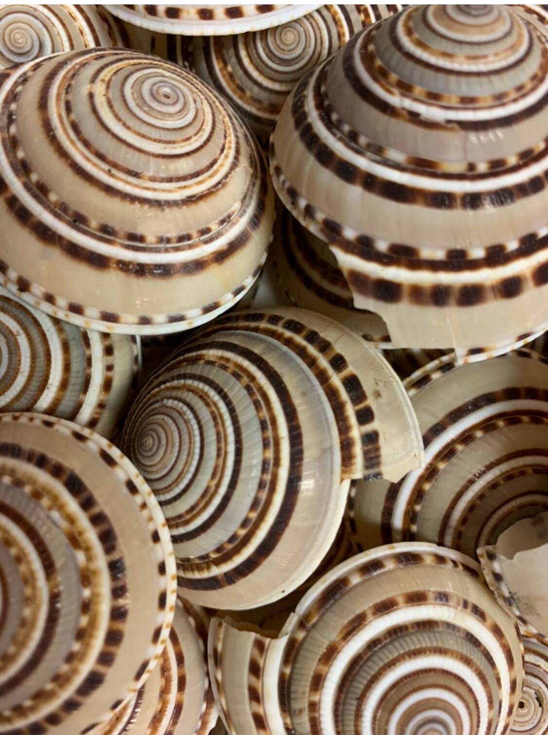 12 Round Striped Sundial Shells Loose/diy Over 1 ARCHITECTONICA ...