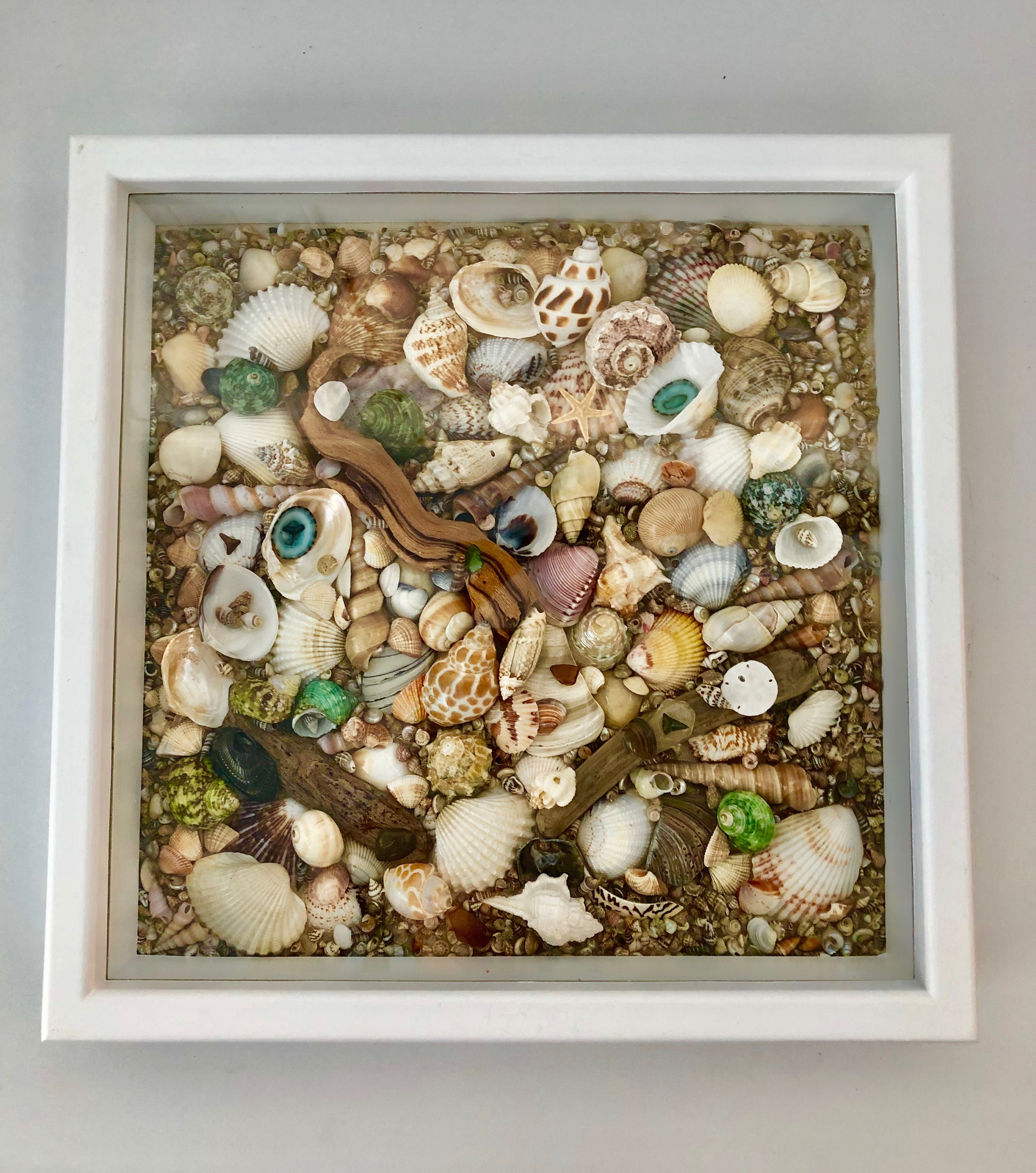 Natural Variety of Sea Shells, Sea Glass, Shark Teeth "ocean Floor ...