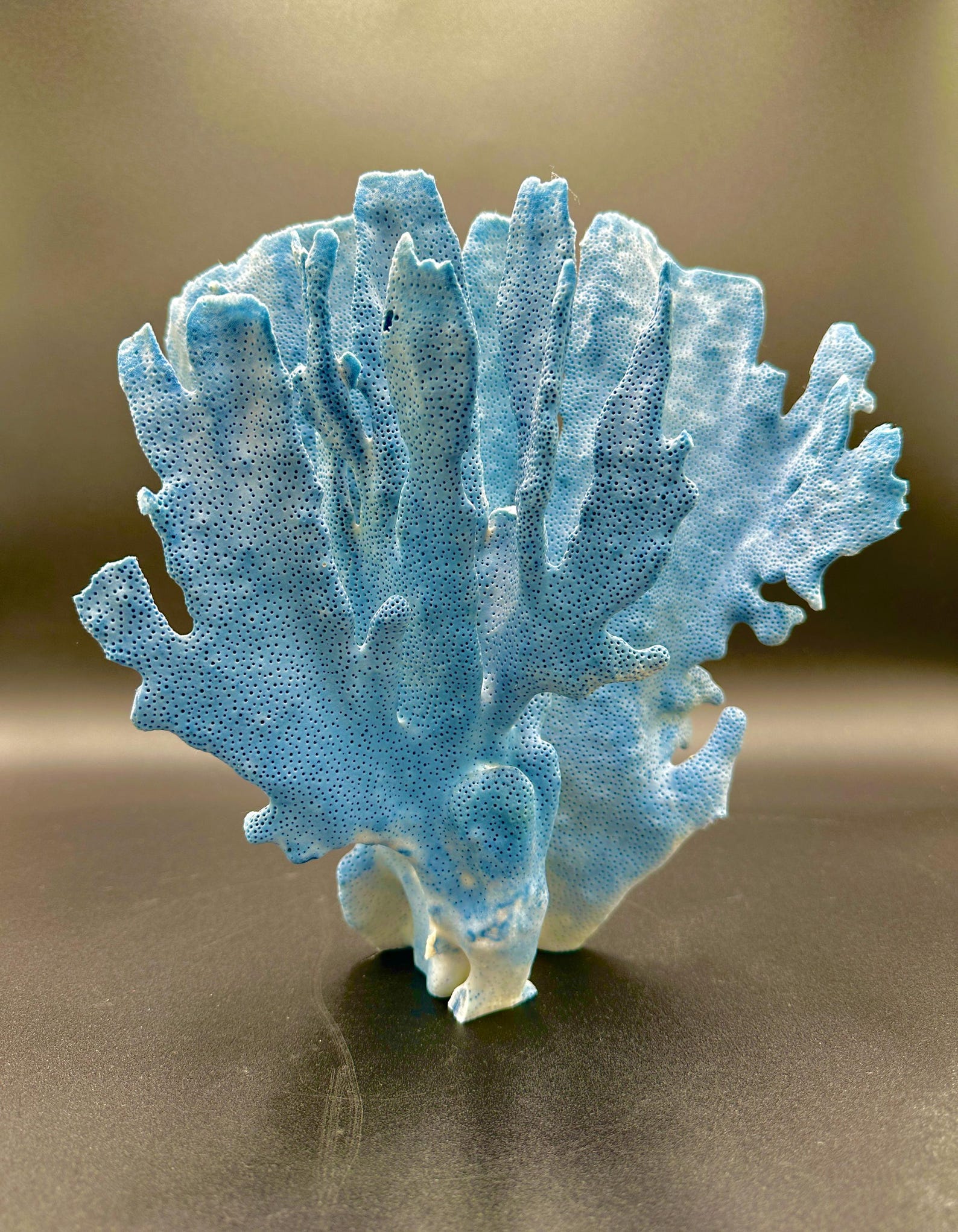 Blue Coral 3 LBS. 10"tall, 10" Wide, 6" Depth One of a Kind - Farm ...