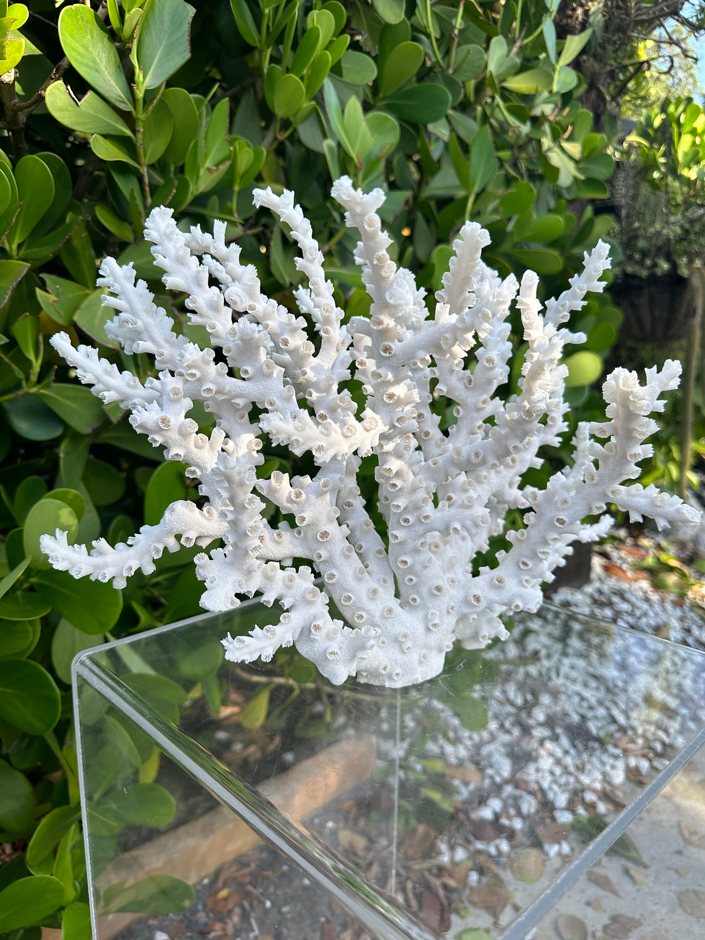 RARE Showcase Coral, I Cut Base to Stand up on Table Naturally to ...