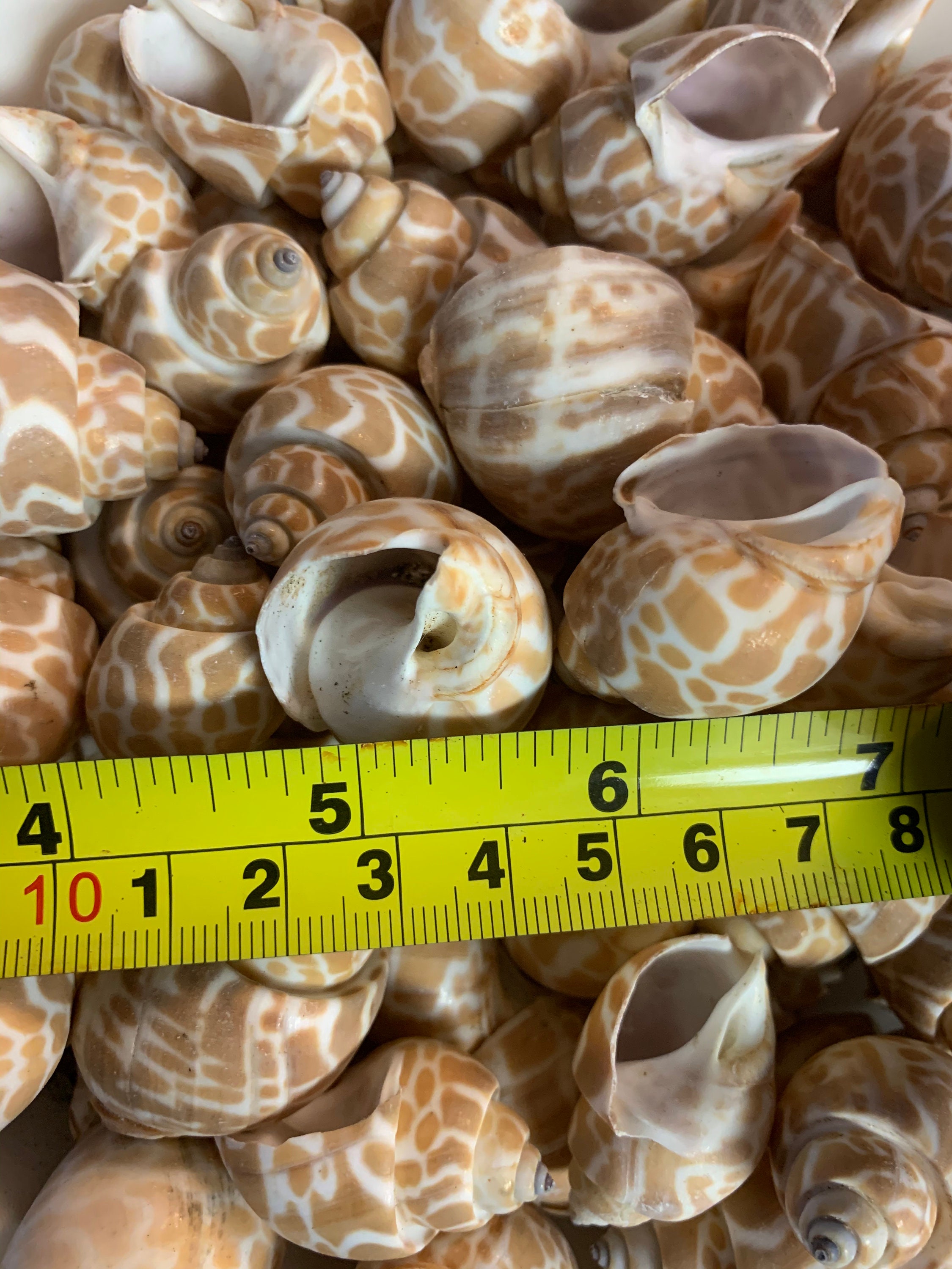 20 Spirata Babylonia Shells - Vary Between Approximately 3/4" - 2 ...