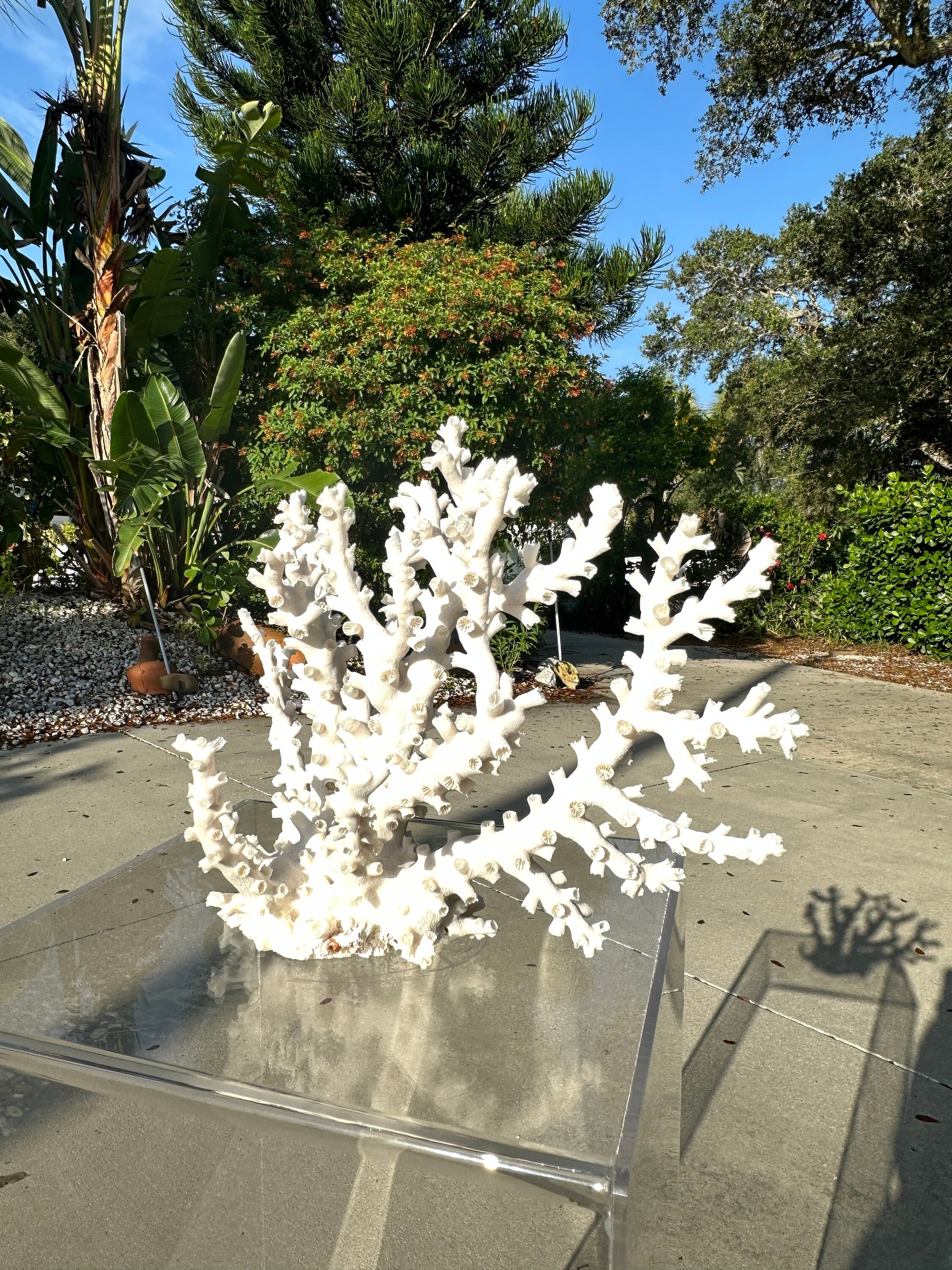RARE Showcase Coral, I Cut Base to Stand up on Table Naturally to ...