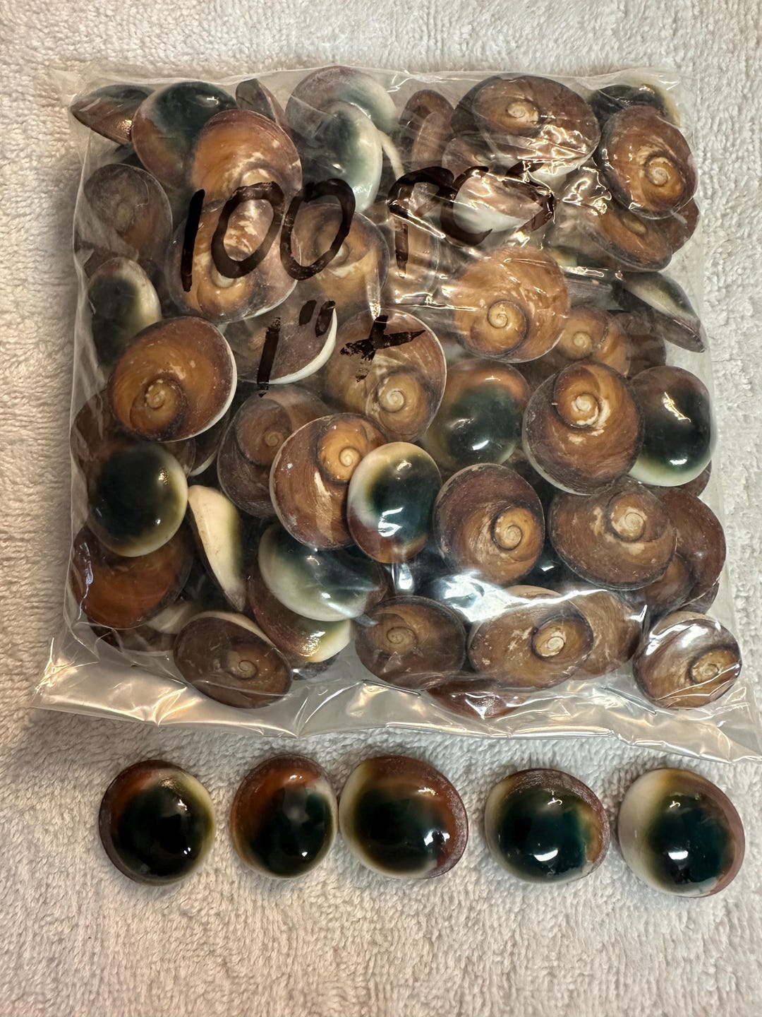 LARGE 1"+ Cat Eye Shells - Shiva Trapdoor Operculum New Zealand Shells ...