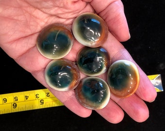 Cat Eye Shells - Etsy
